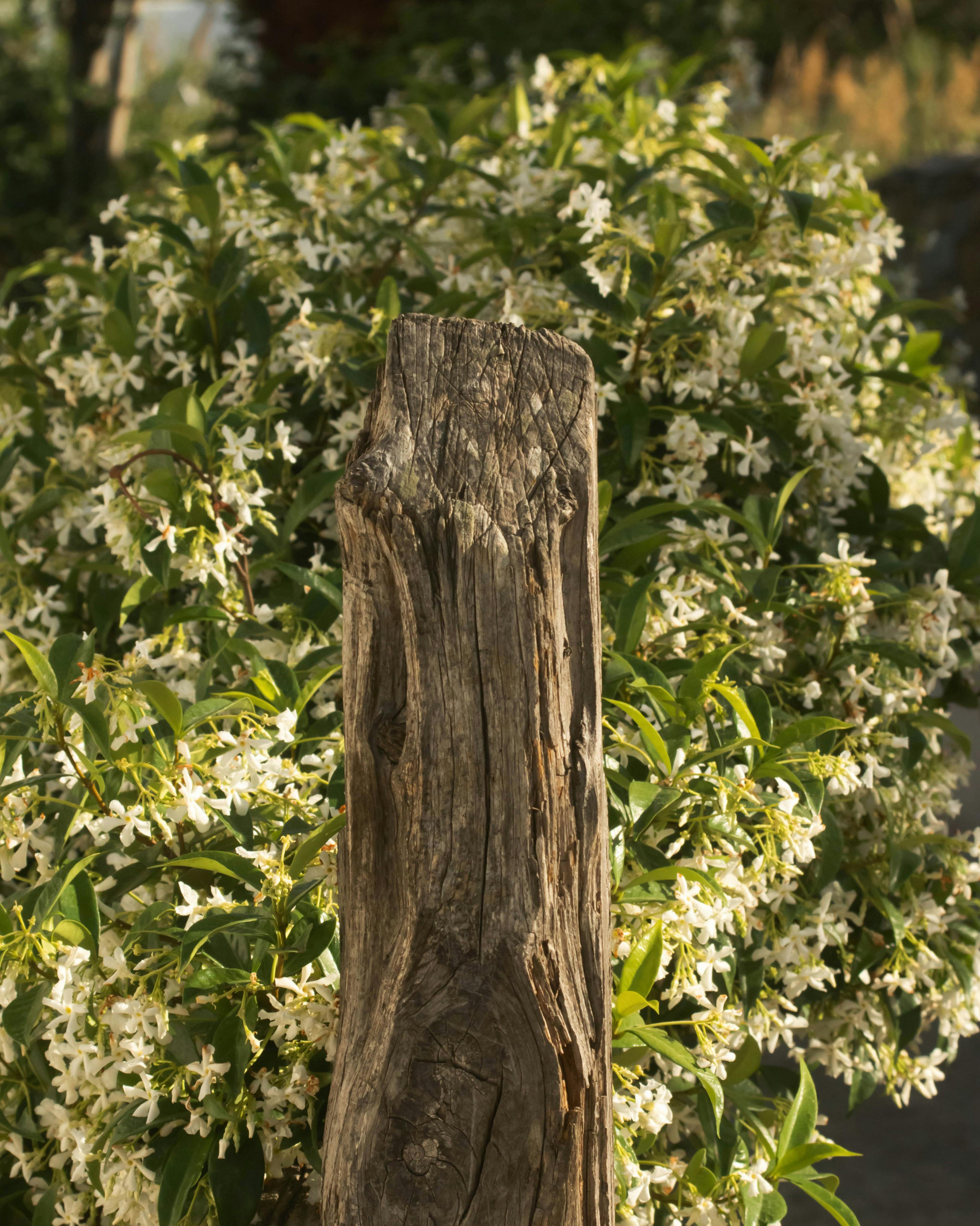 Evangelia - Photography