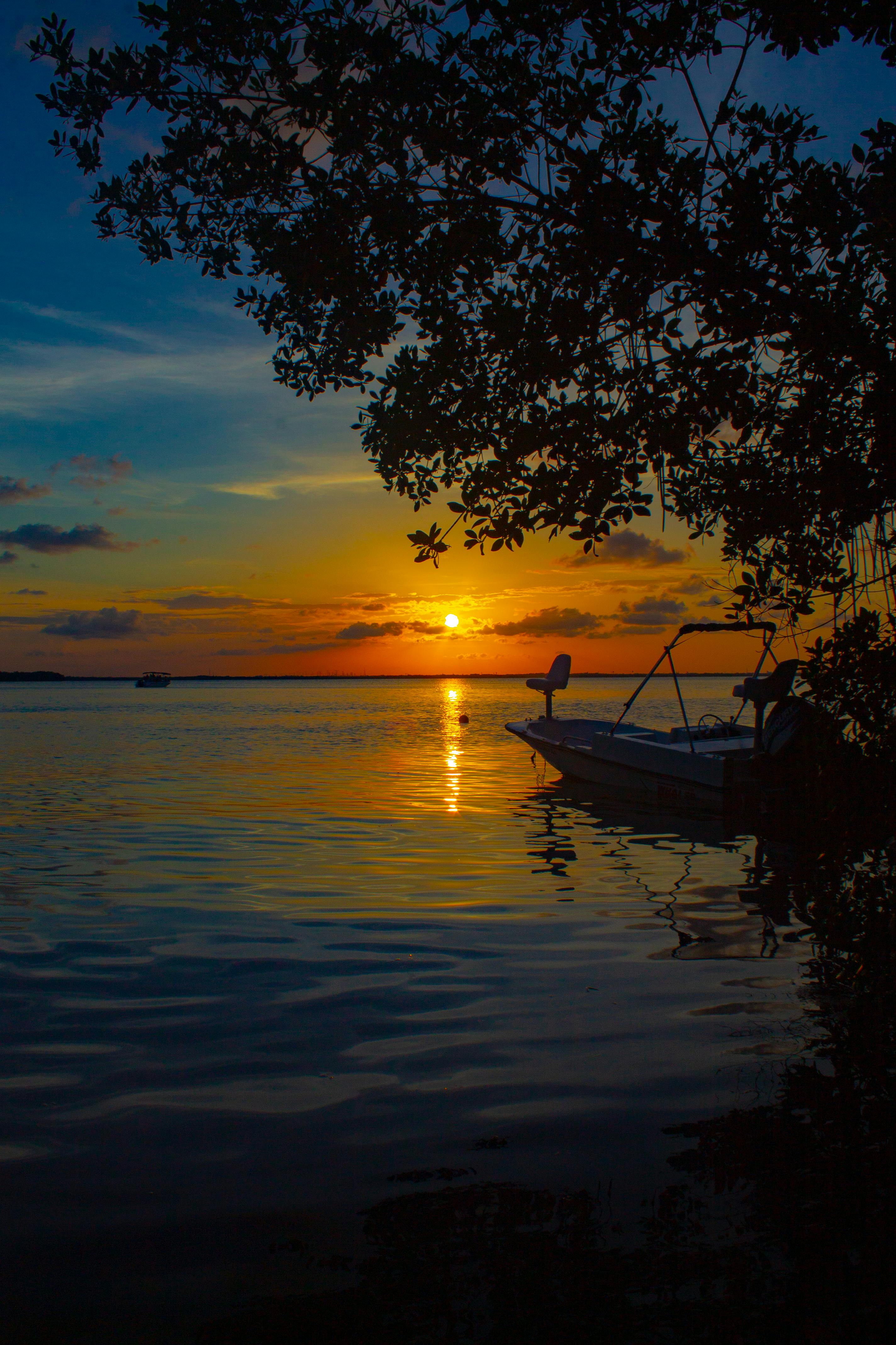 Silhouette of Tree Leaves during Sunset · Free Stock Photo