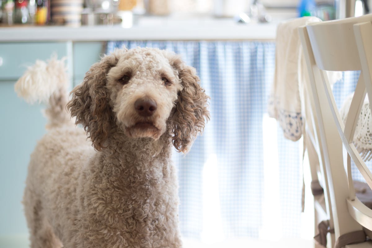 Poodle Photos, Download The BEST Free Poodle Stock Photos & HD Images