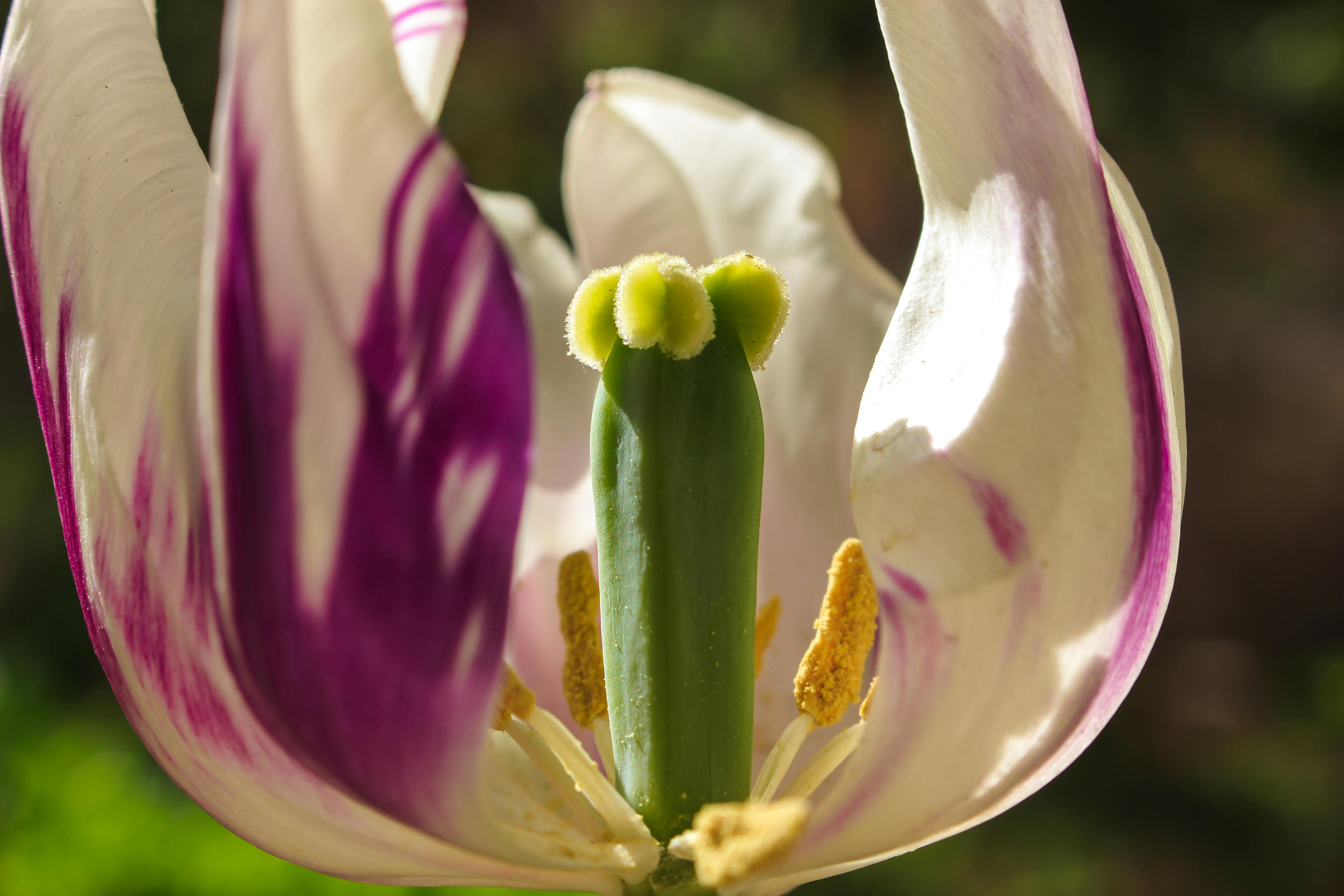 Spring in Syria · Pexels