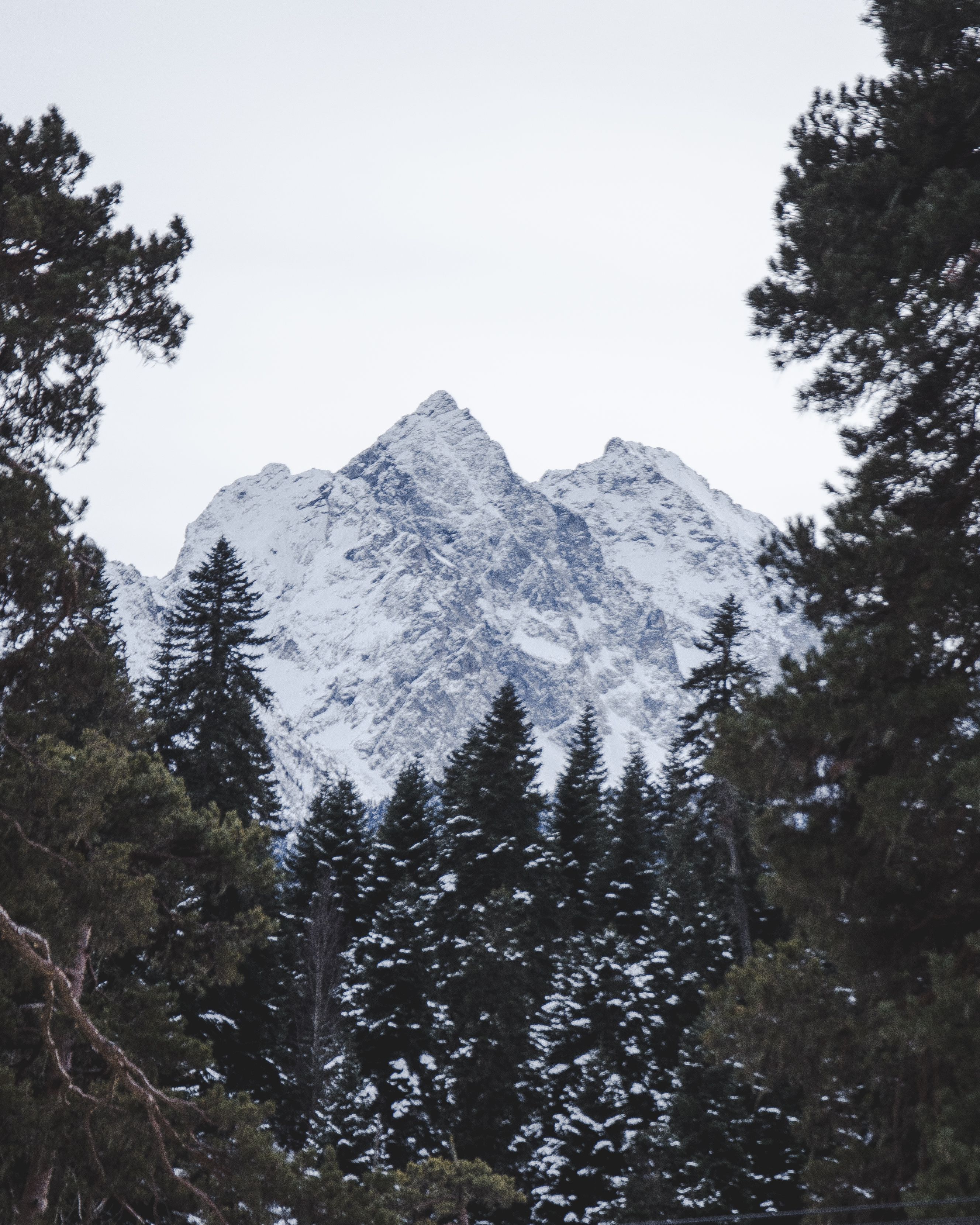 Worm's Eye View Photography of Forest Trees · Free Stock Photo