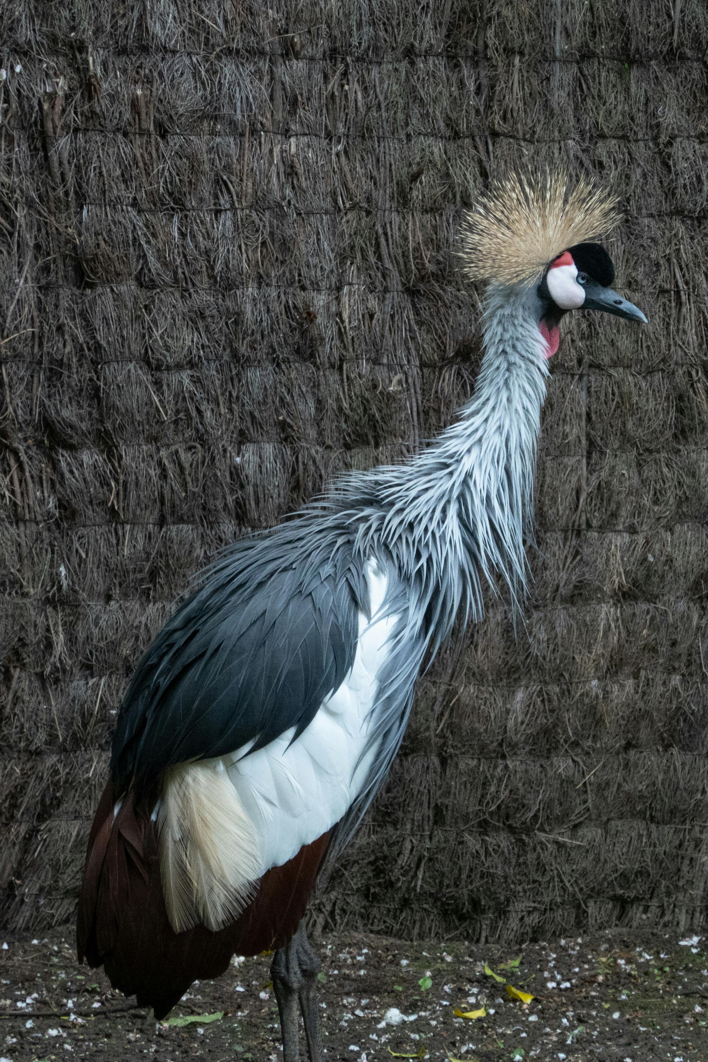 Animaux 5 Photos & Videos Collected by Alain Ben