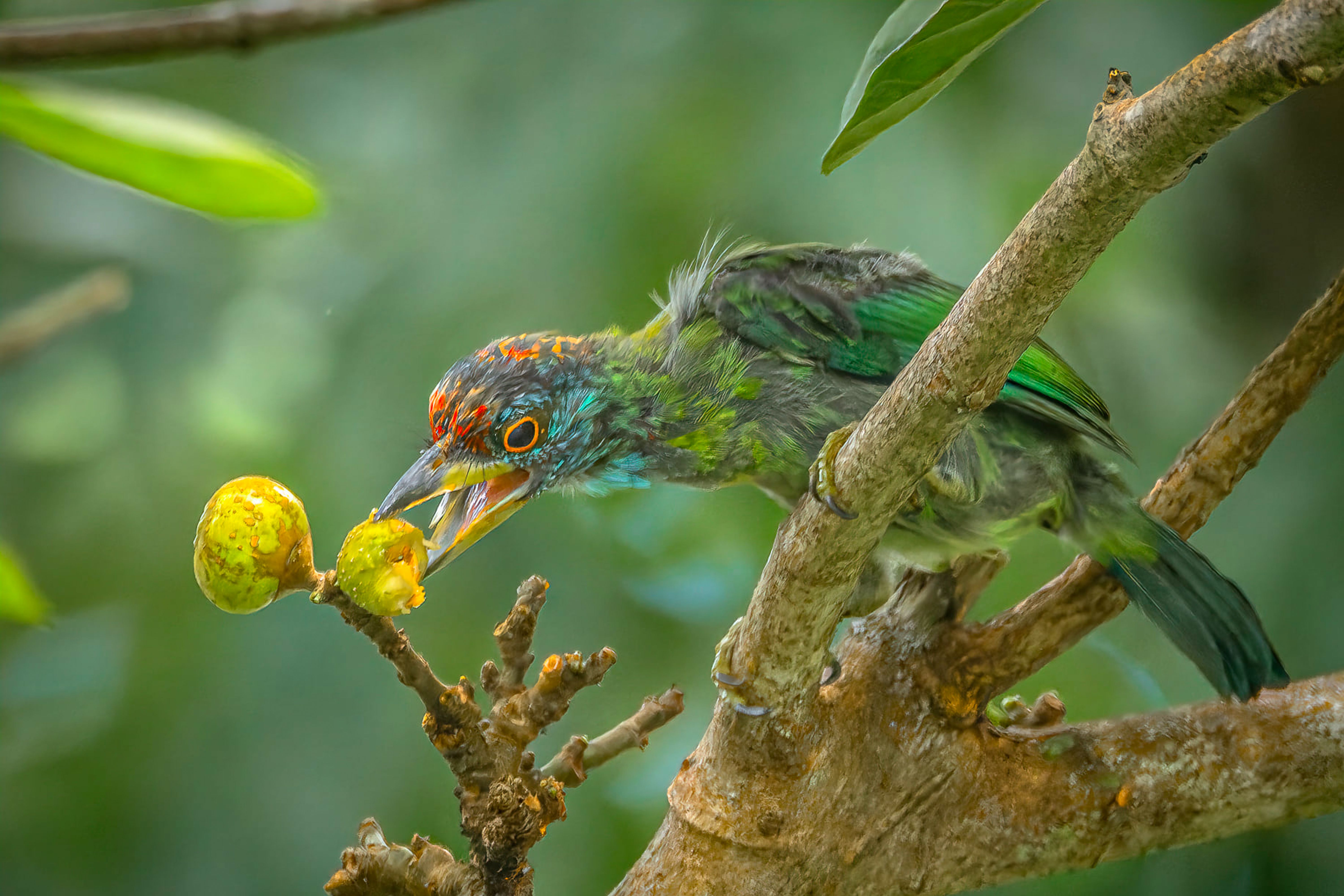 Bangladesh Nature - Fotografía