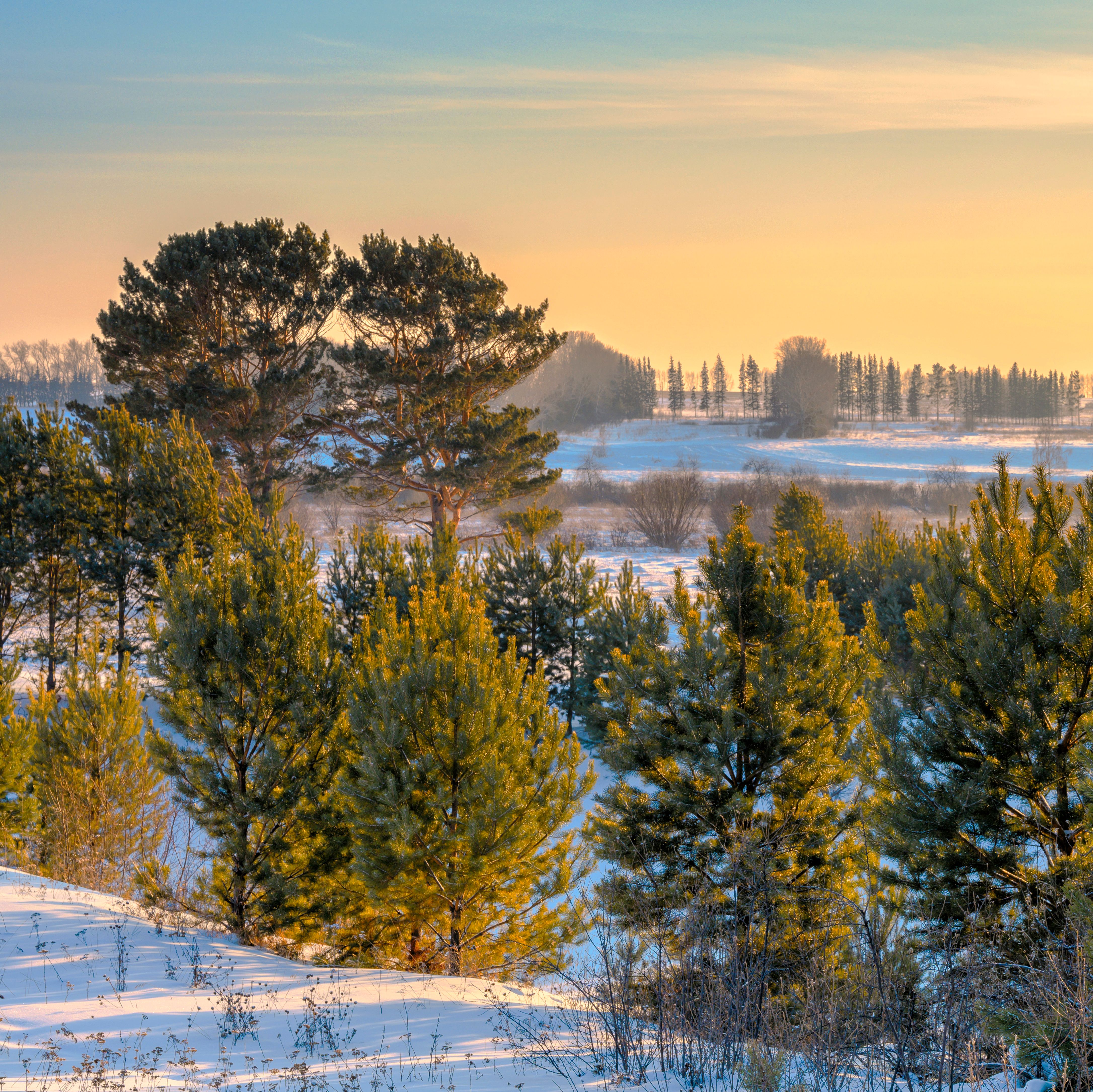 Trees and Snow at Sunset · Free Stock Photo