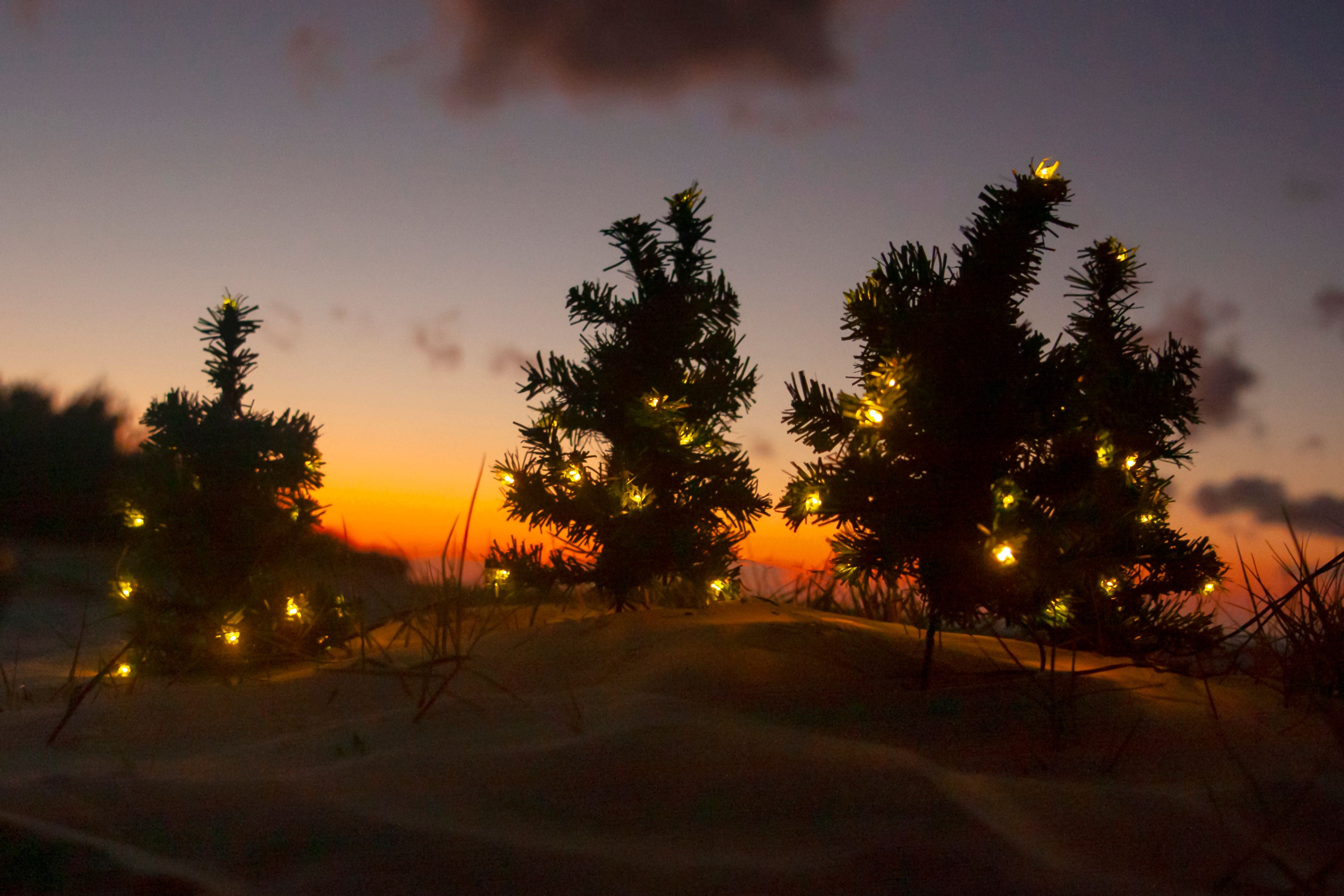 Small Christmas Trees at Sunset · Free Stock Photo