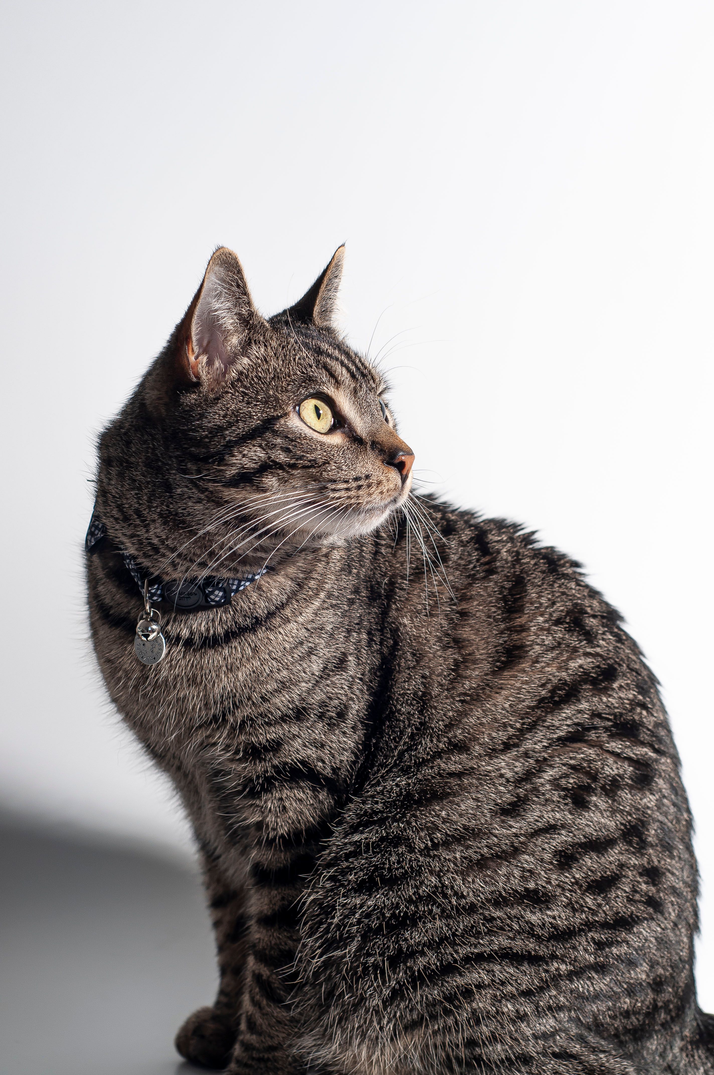 Photo of a Tabby Cat · Free Stock Photo