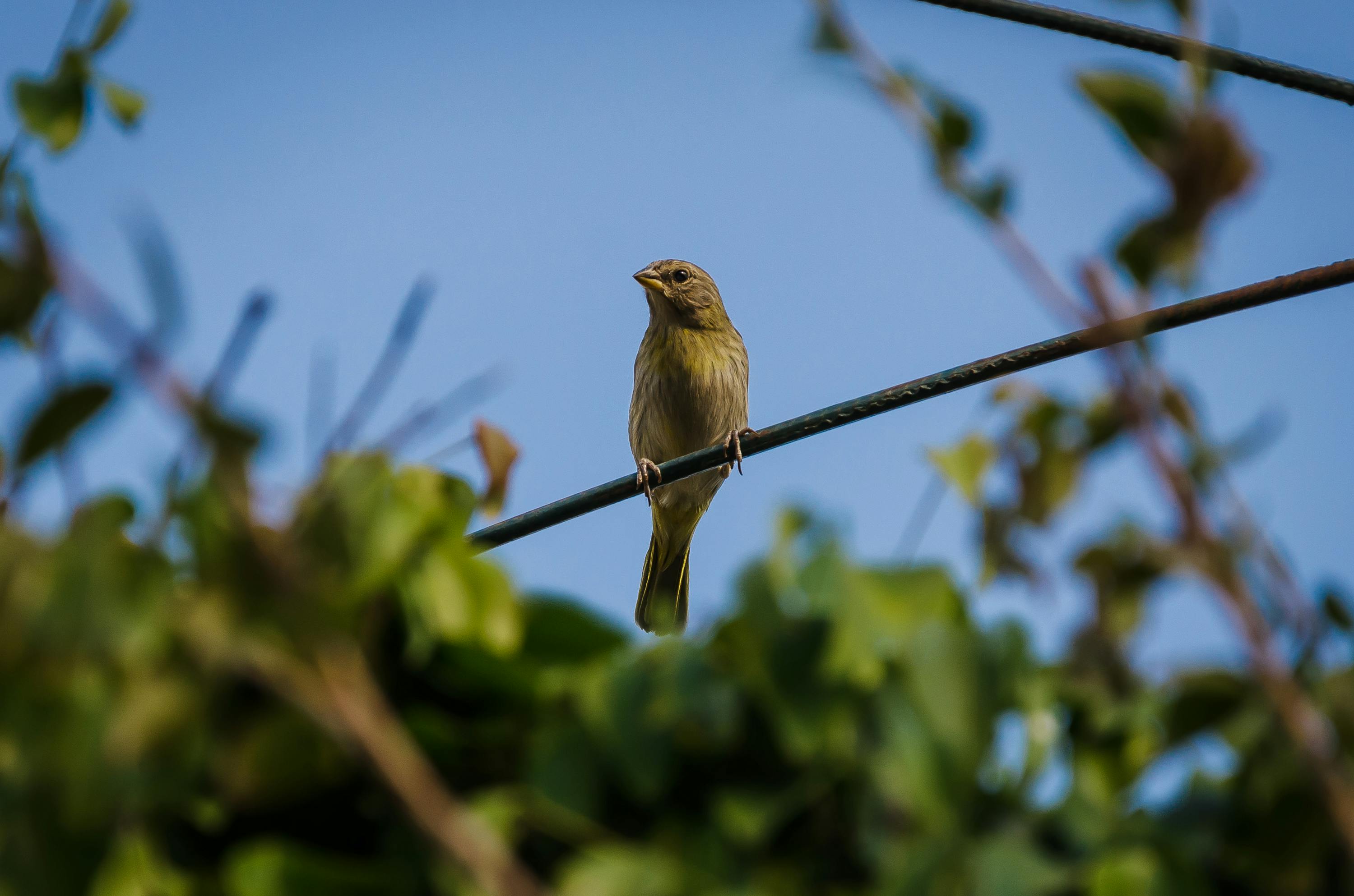 Best Brid Photos · 100% Free Download · Pexels Stock Photos