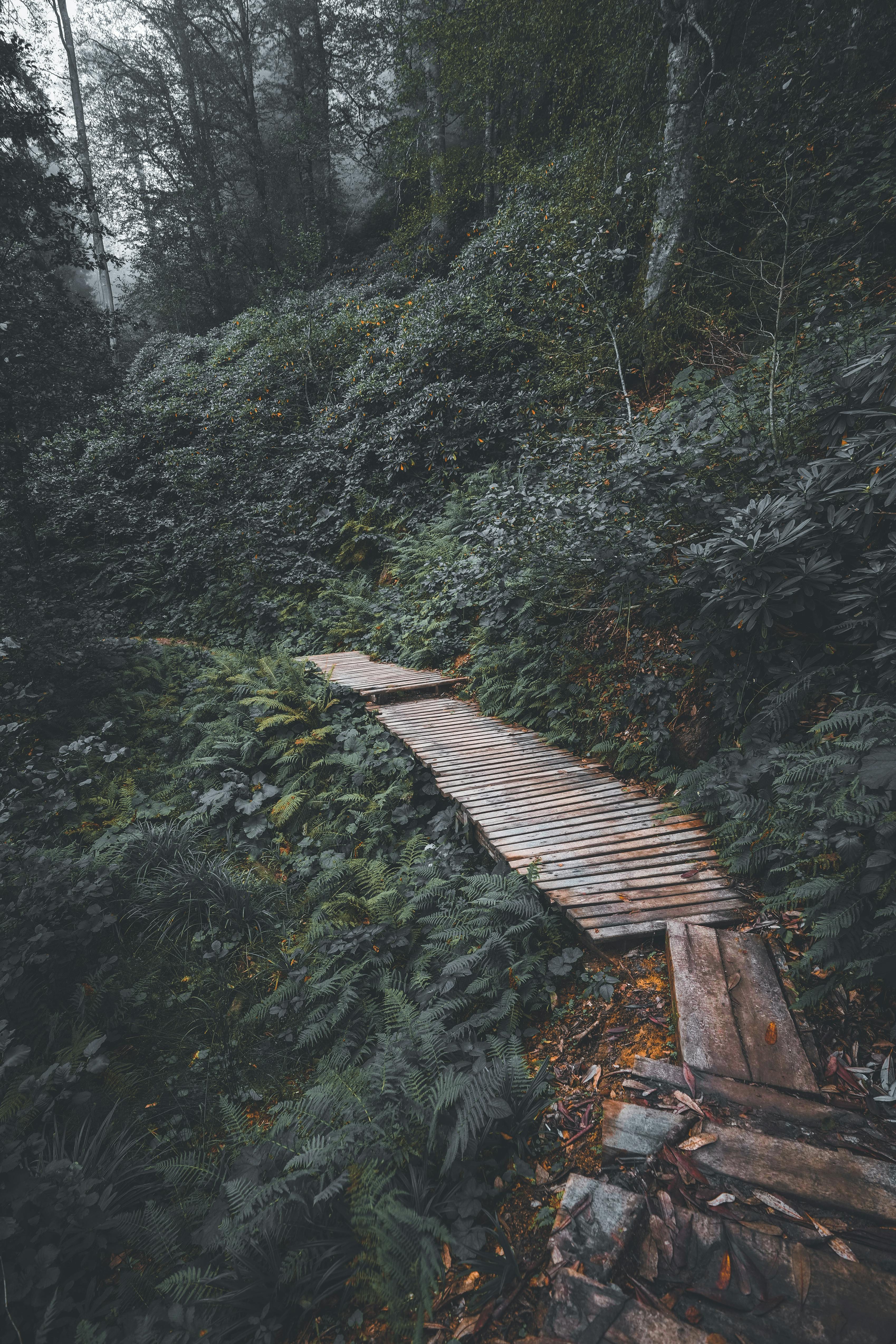 Wooden Pathway in Forest · Free Stock Photo