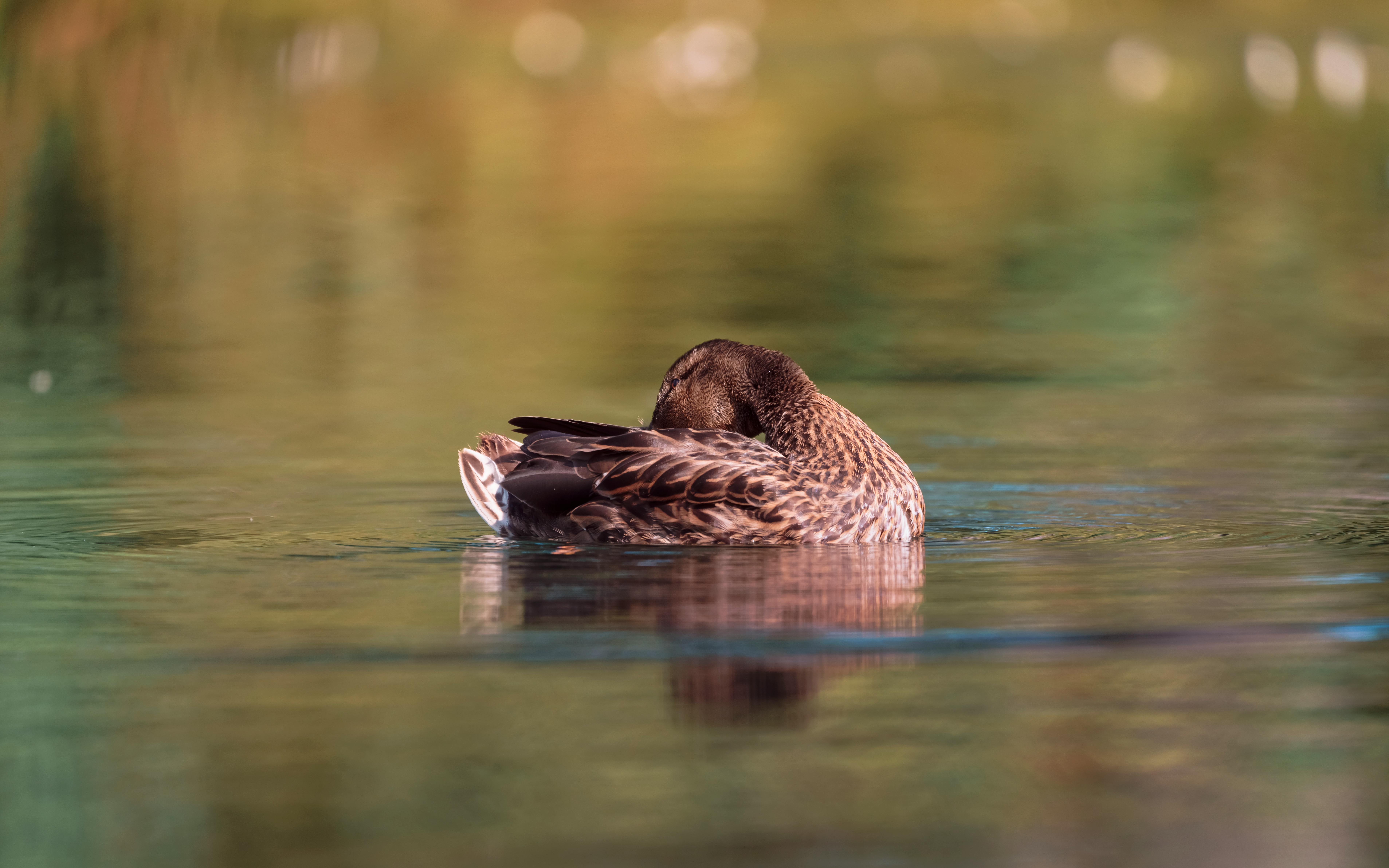 Gray Mallard Ducks · Free Stock Photo