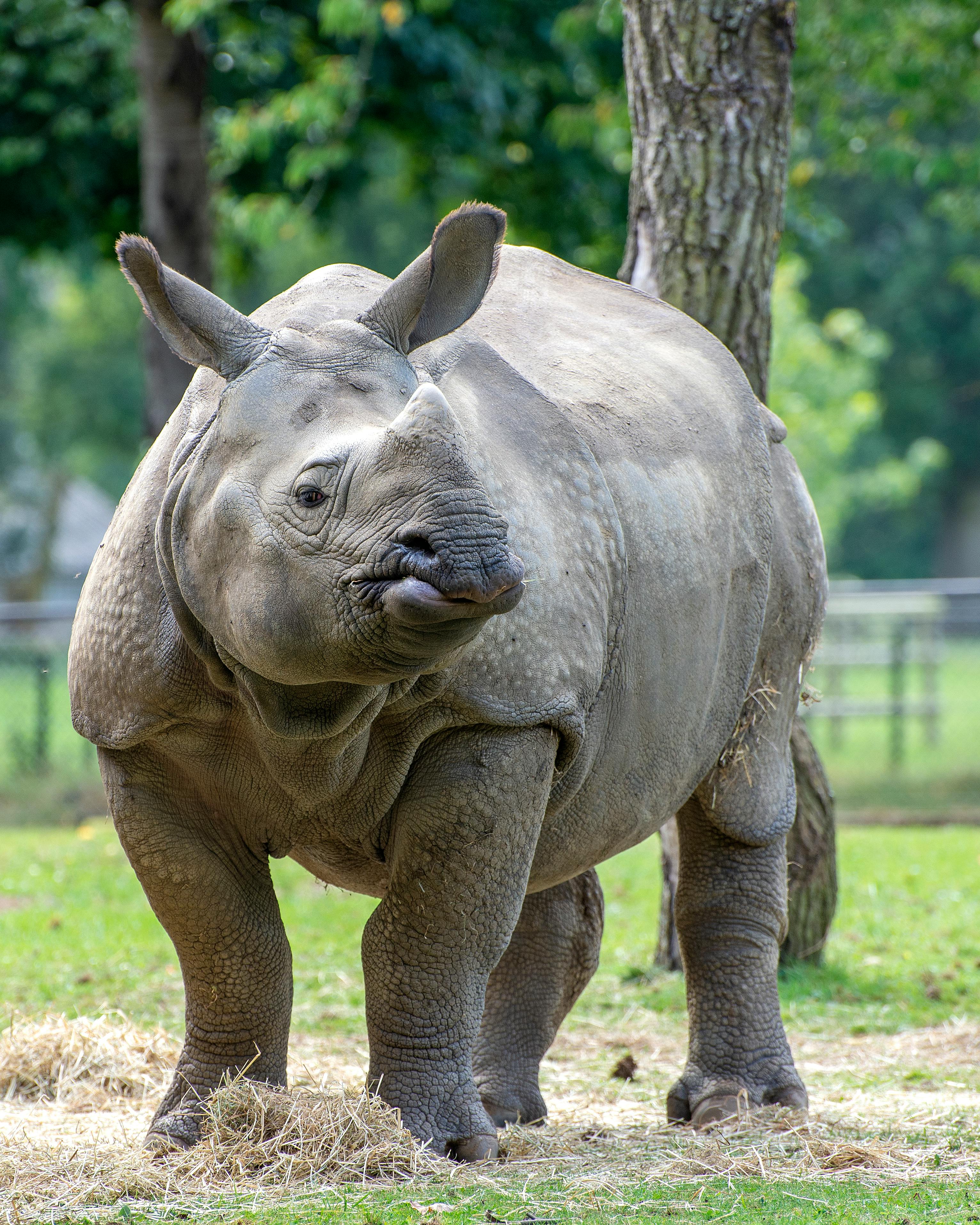 Grey Rhinoceros on Green Grass Field · Free Stock Photo