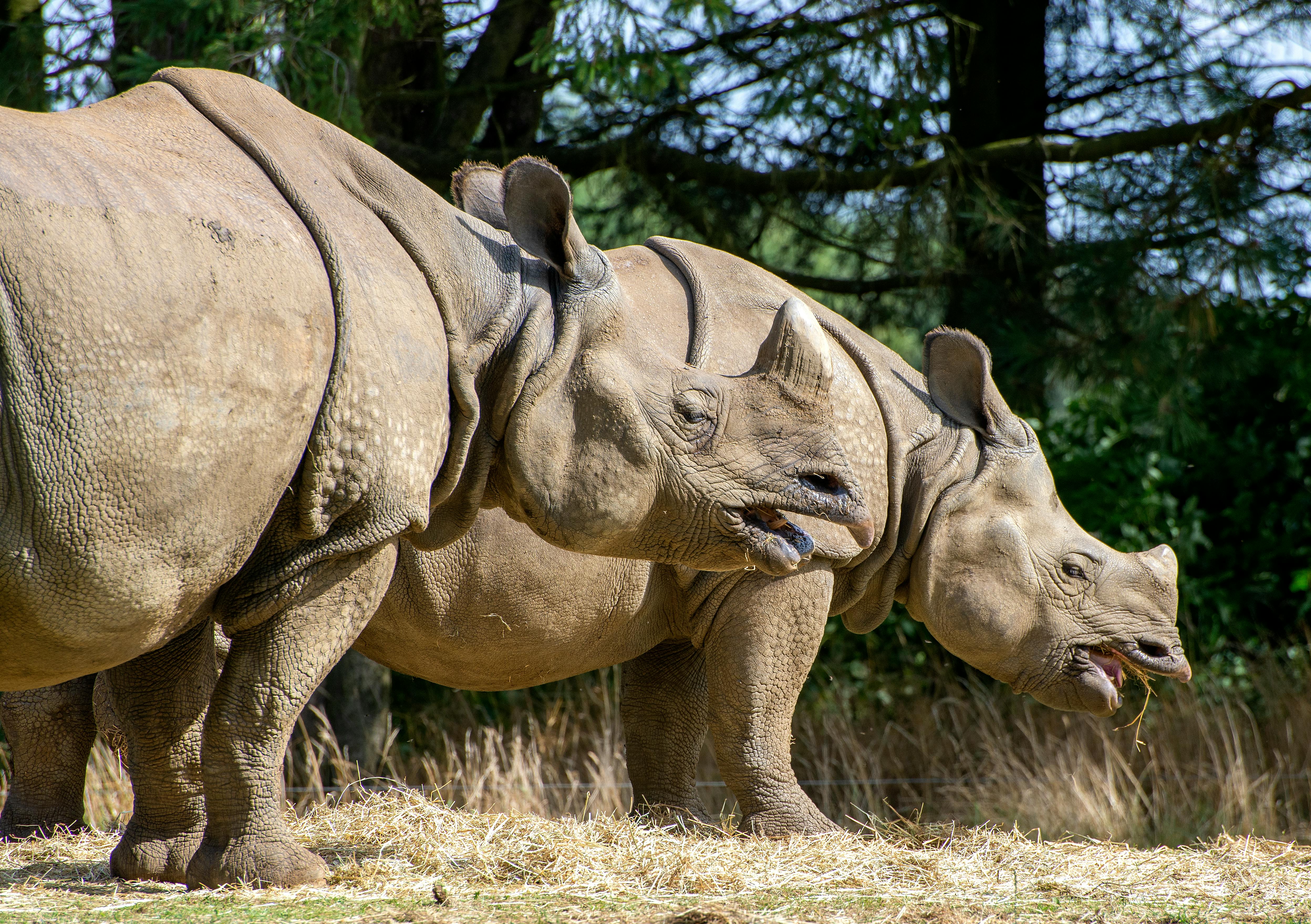 Close-Up Photo of Two Rhinoceroses on the Grass · Free Stock Photo