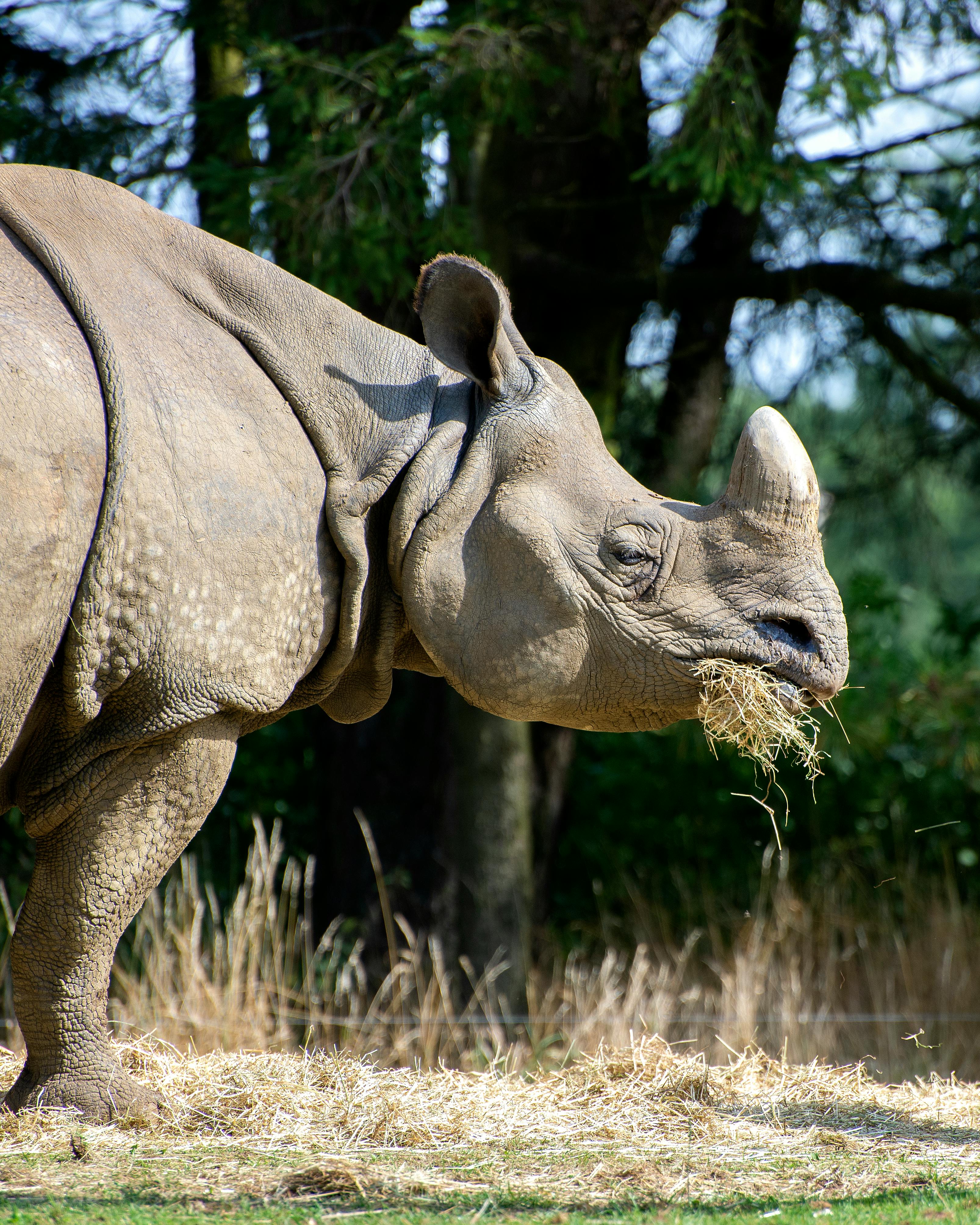 Close-Up Photo of a Brown Rhinoceros Eating Grass · Free Stock Photo