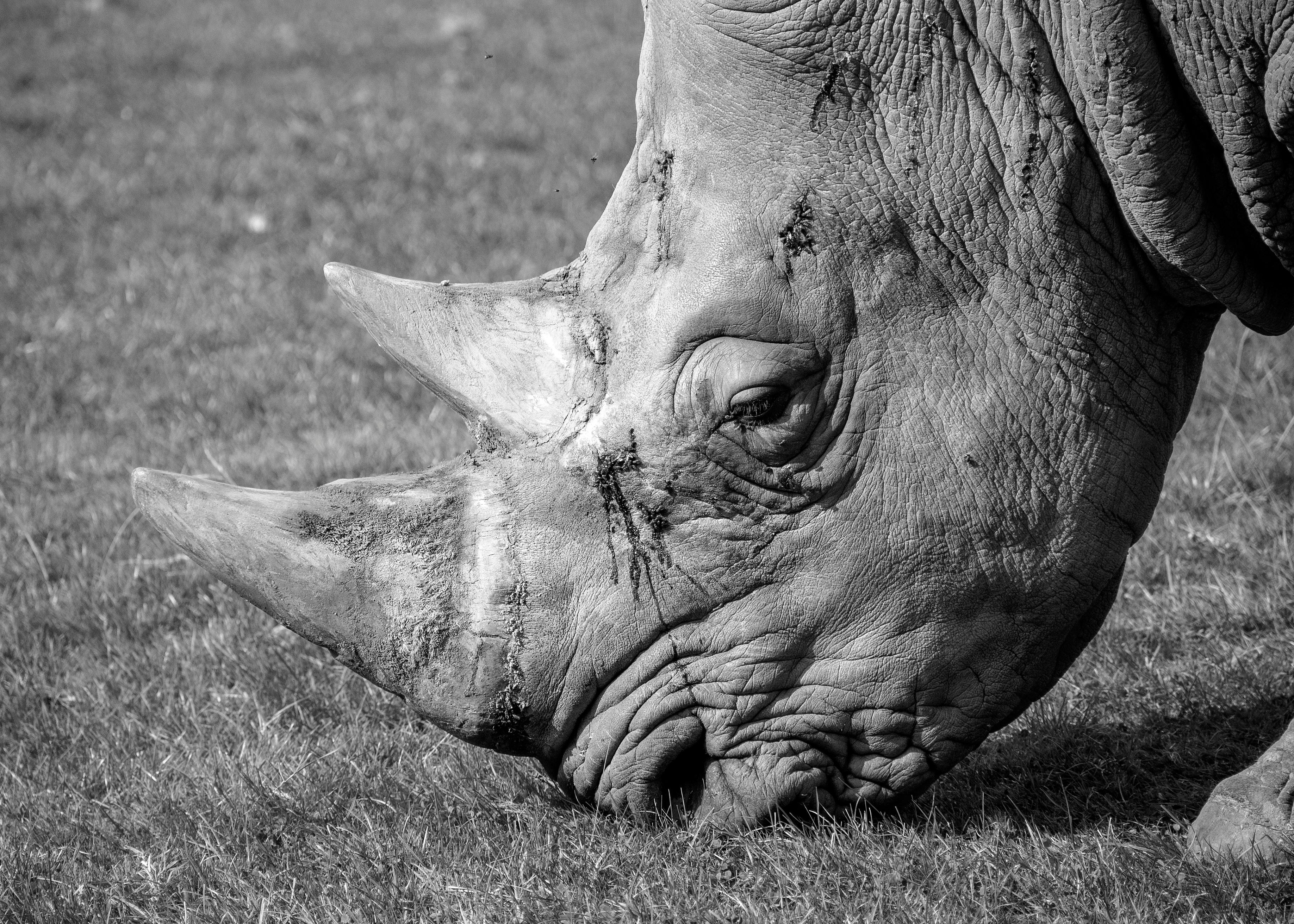 Grayscale Photo of Animal on Grass Field · Free Stock Photo