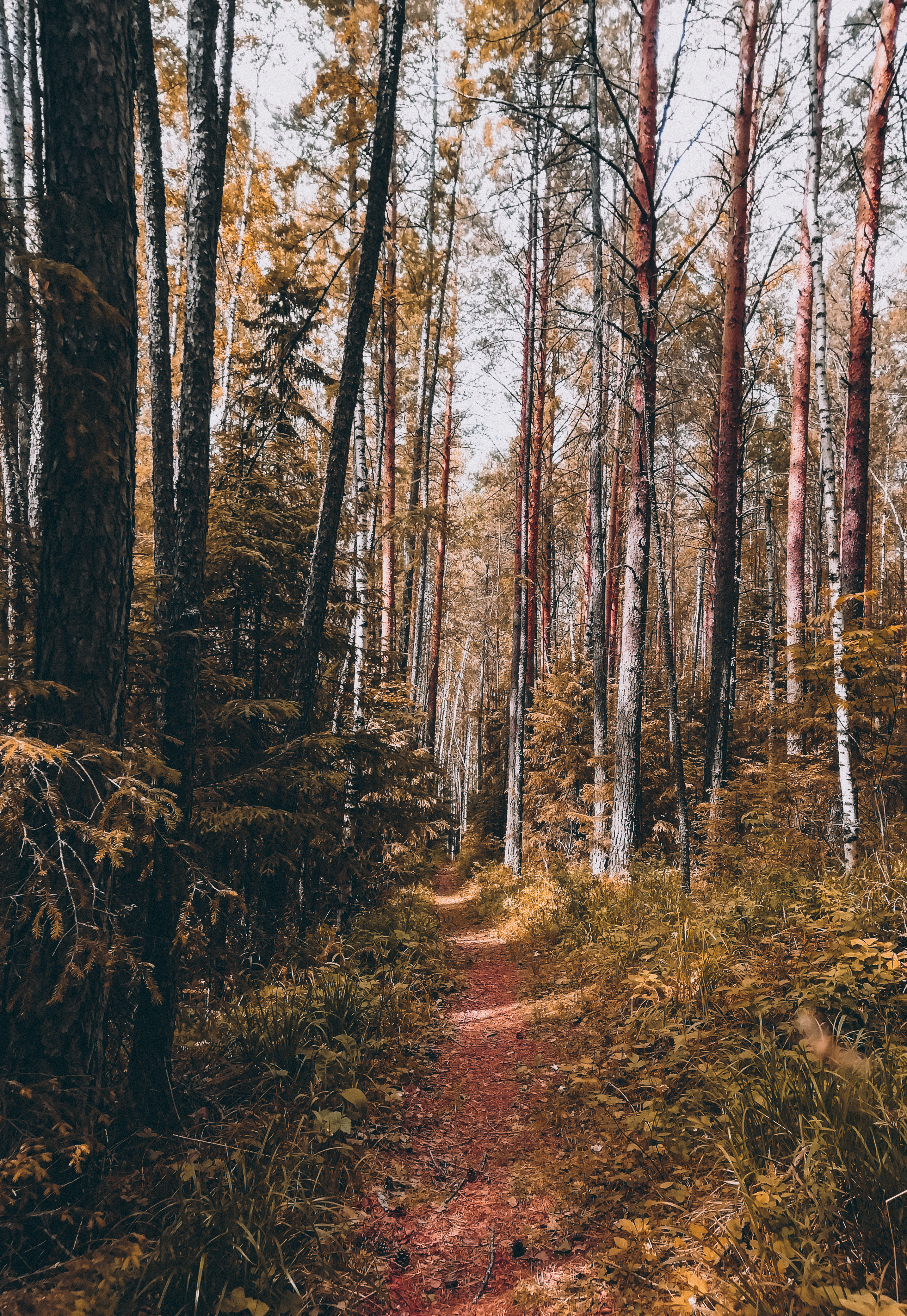 Tall Trees on Forest · Free Stock Photo