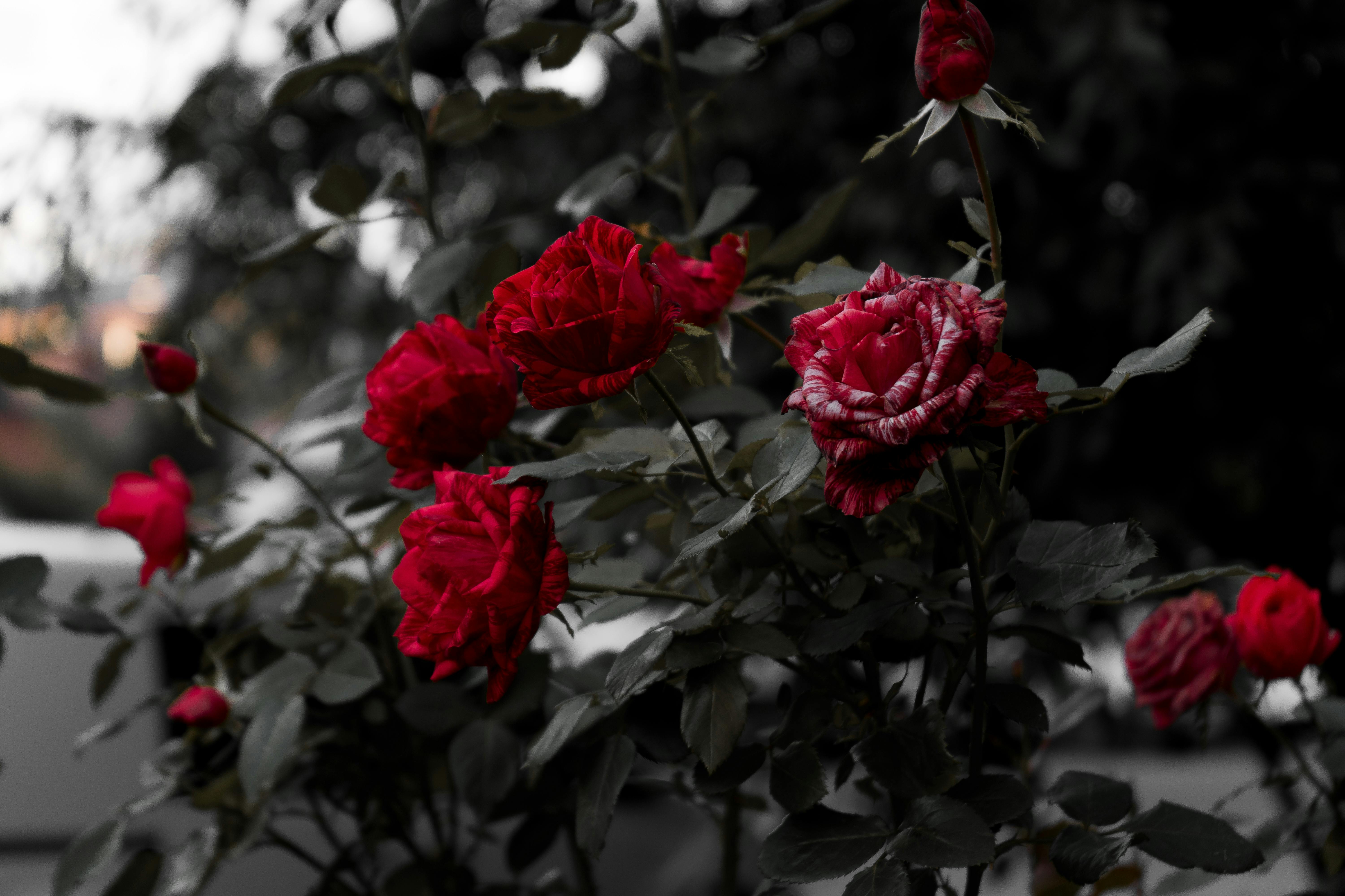 Selective Color of Red Roses · Free Stock Photo