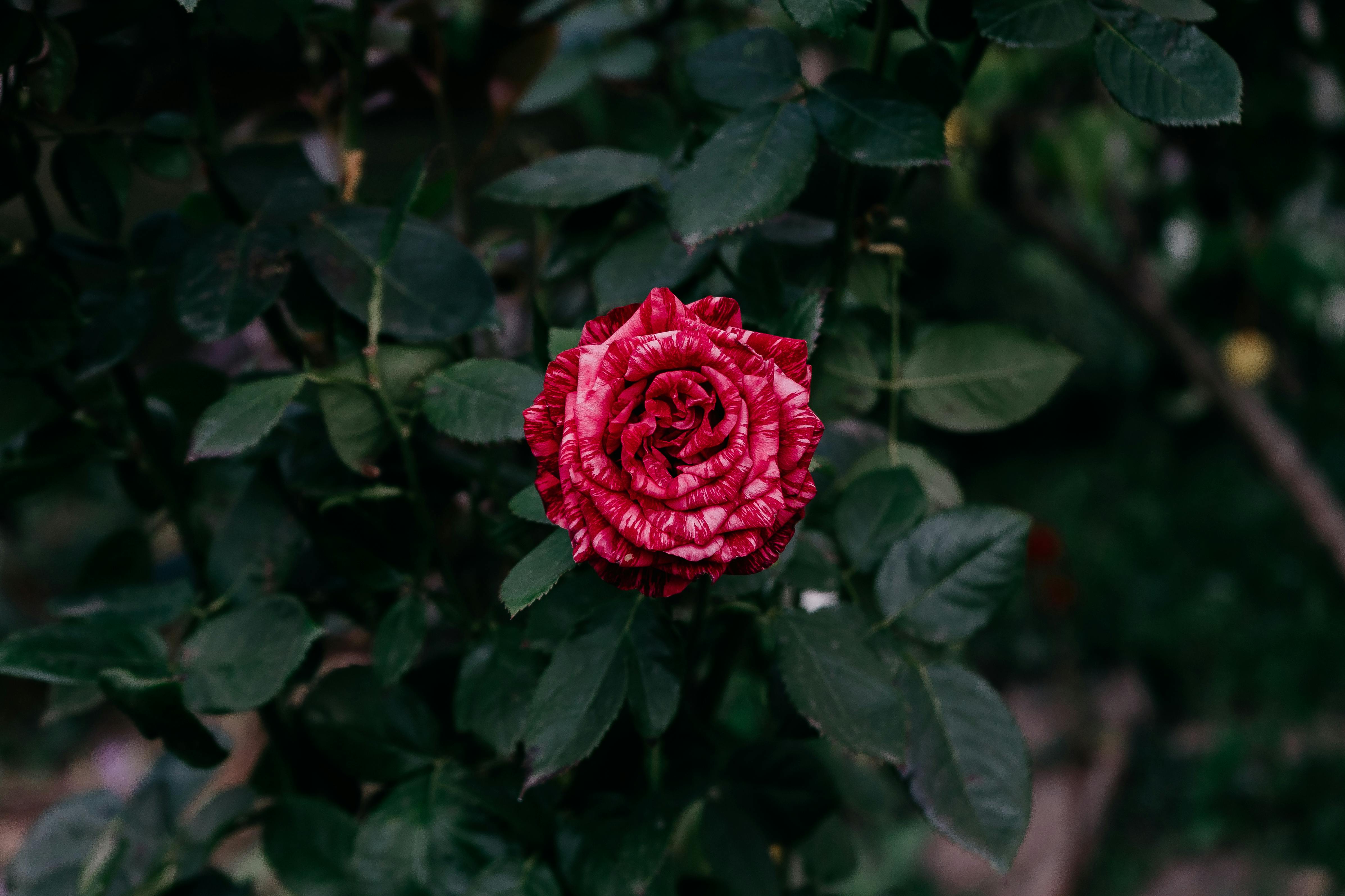 Blooming Red Roses in the Garden · Free Stock Photo