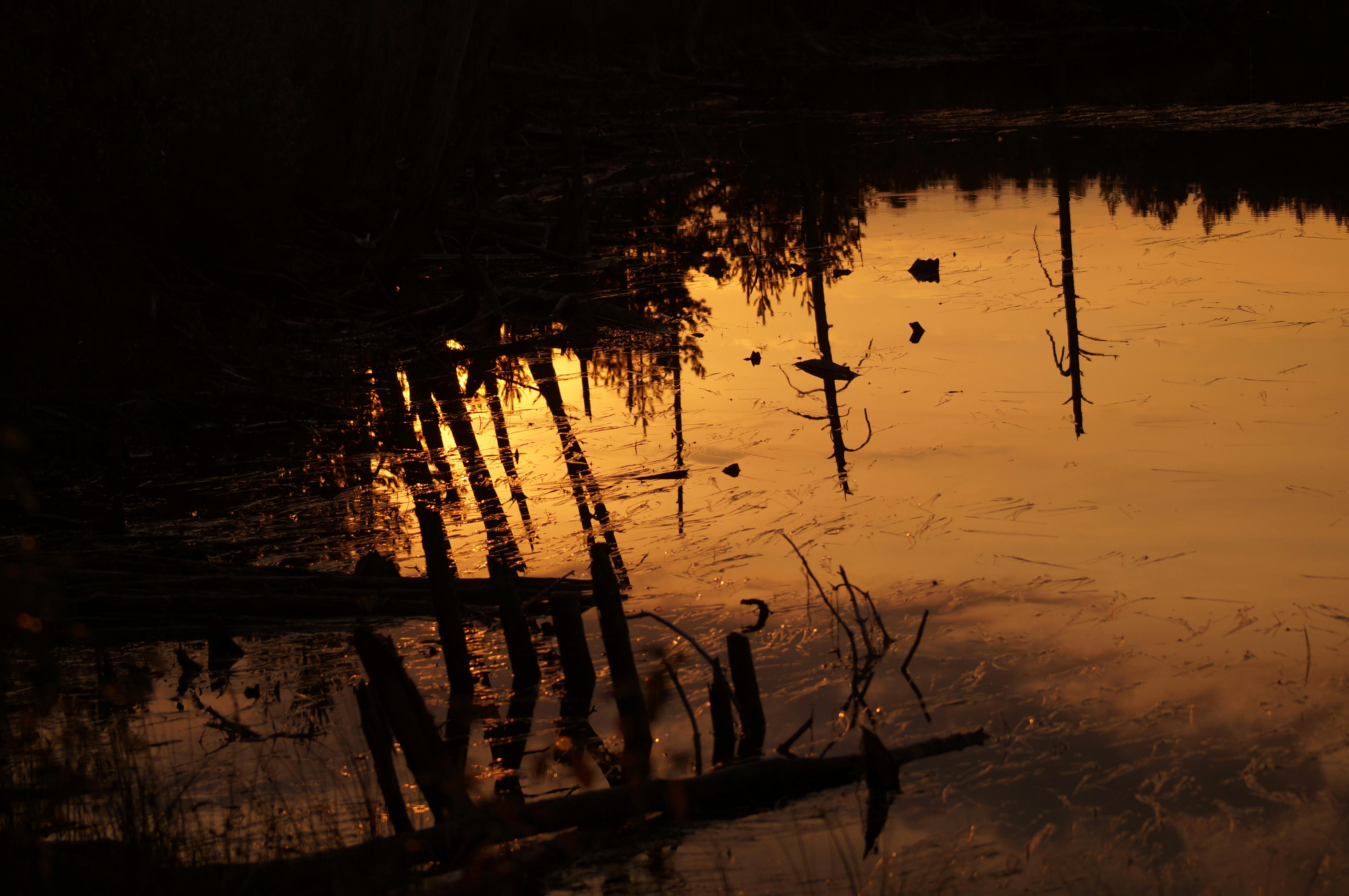 Coniferous Tree Trunk Underwater · Free Stock Photo