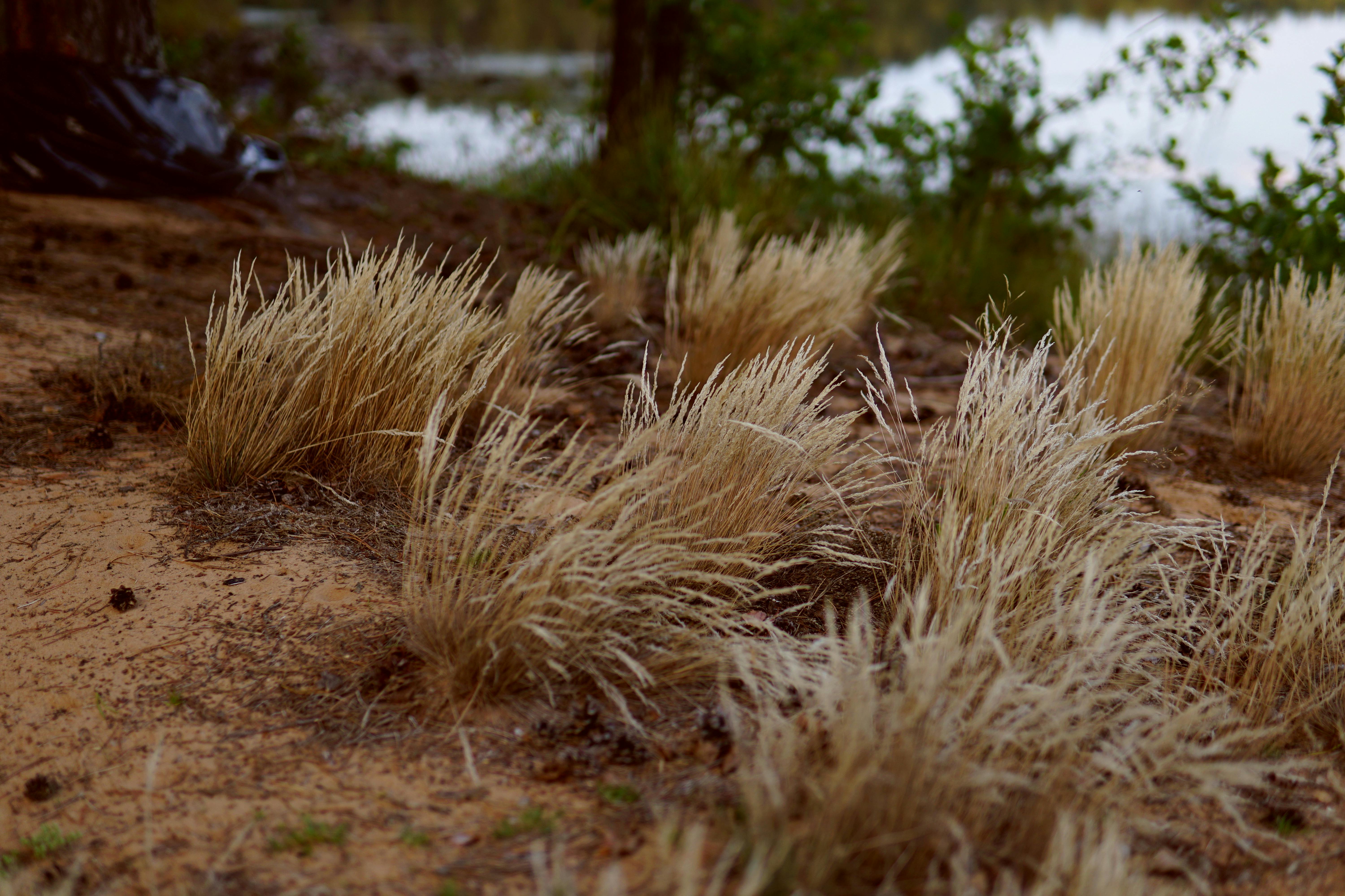 Grass Cluster Photos, Download The BEST Free Grass Cluster Stock Photos ...