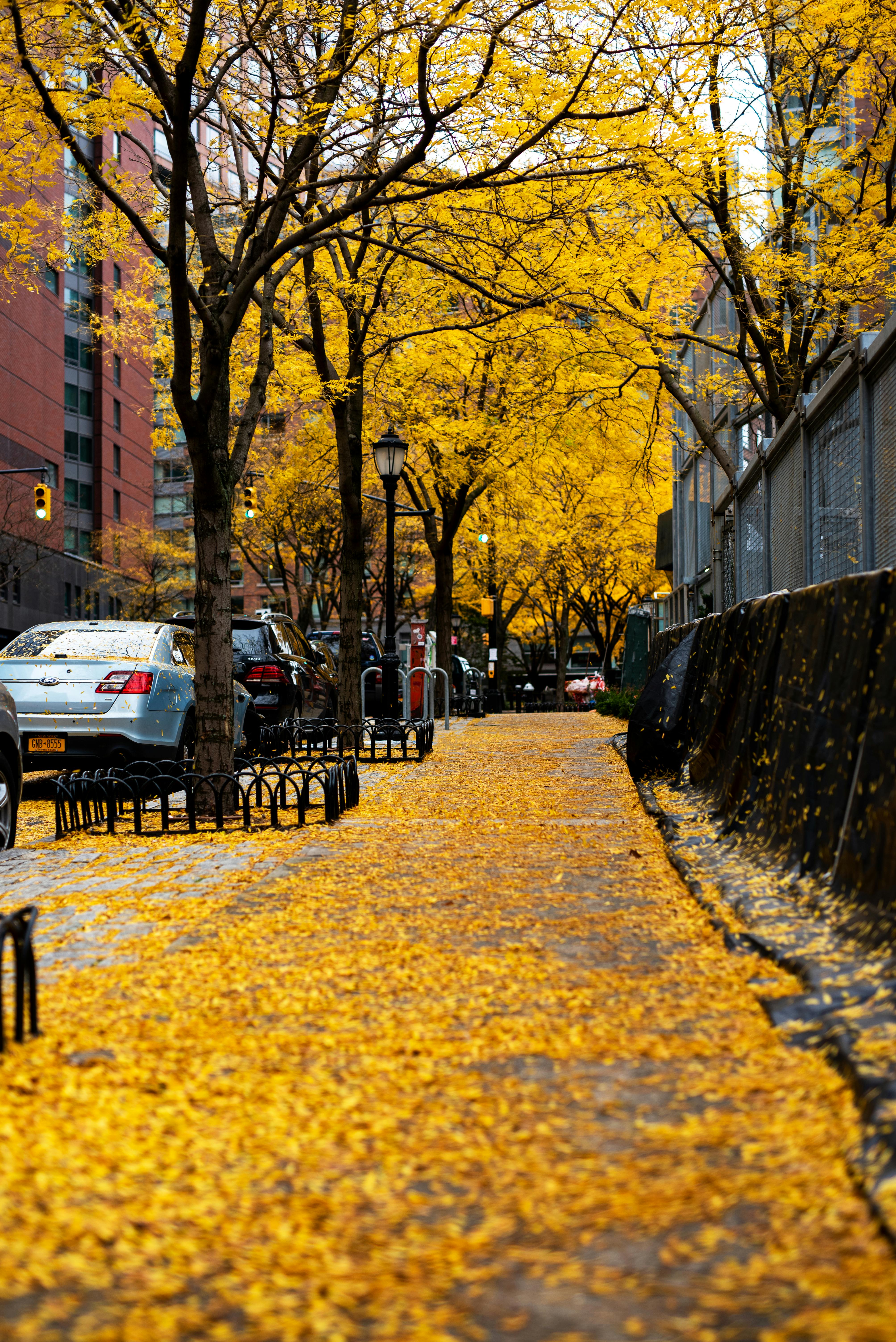 Yellow Autumn Trees Near the Sidewalk · Free Stock Photo