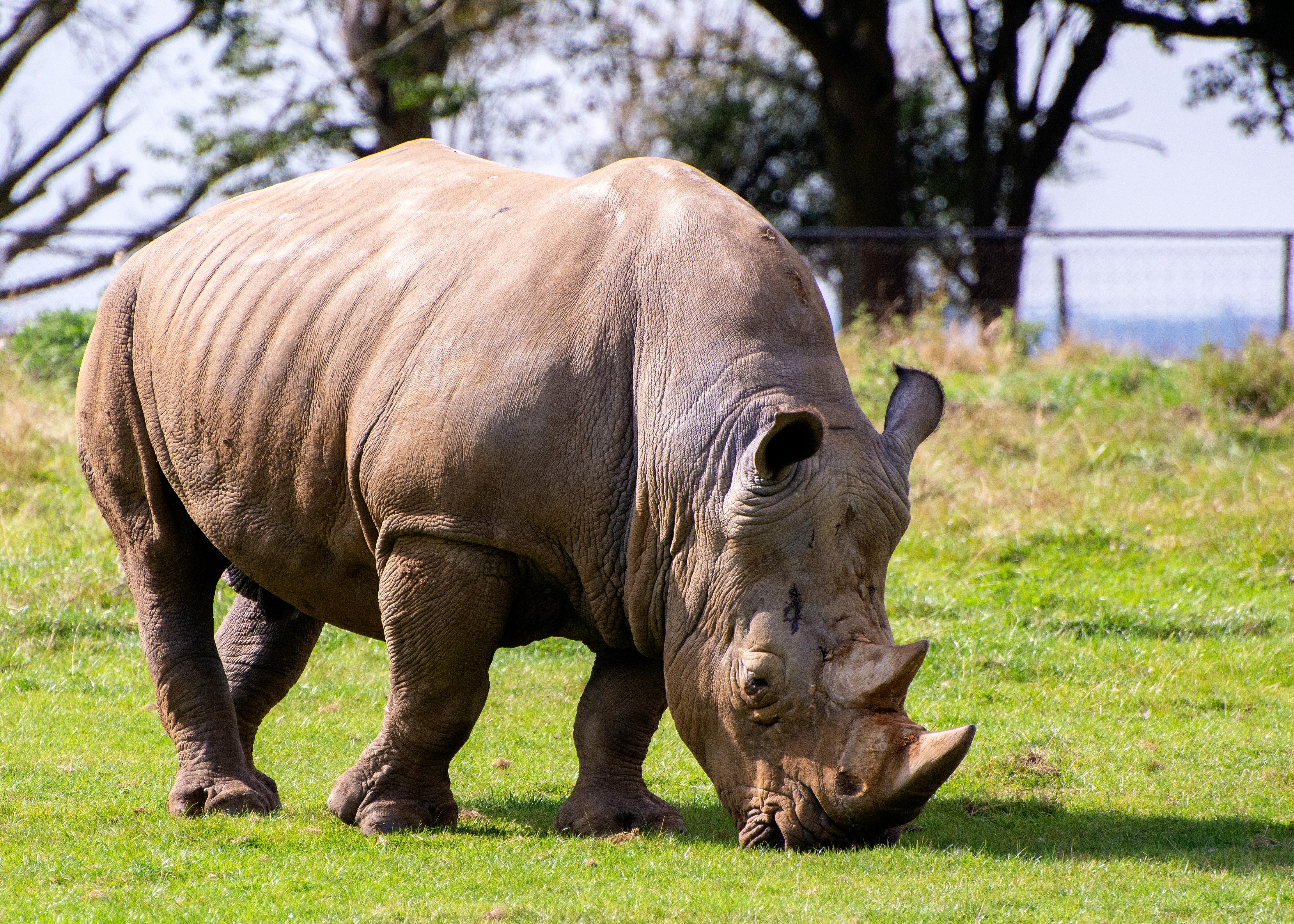 Close-Up Shot of a Brown Rhinoceros on Grass Field · Free Stock Photo