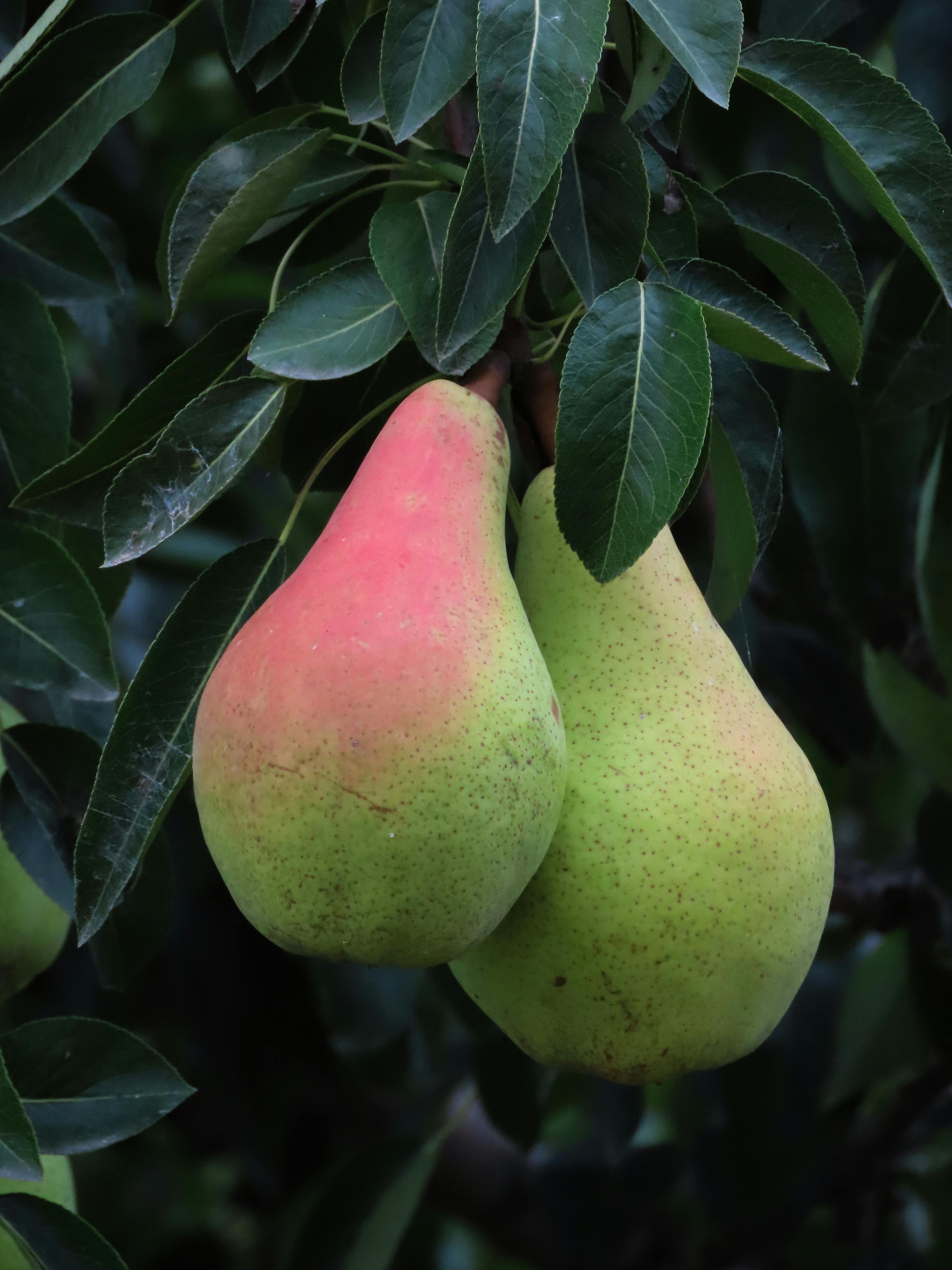 Pear Tree Photos, Download The BEST Free Pear Tree Stock Photos & HD Images