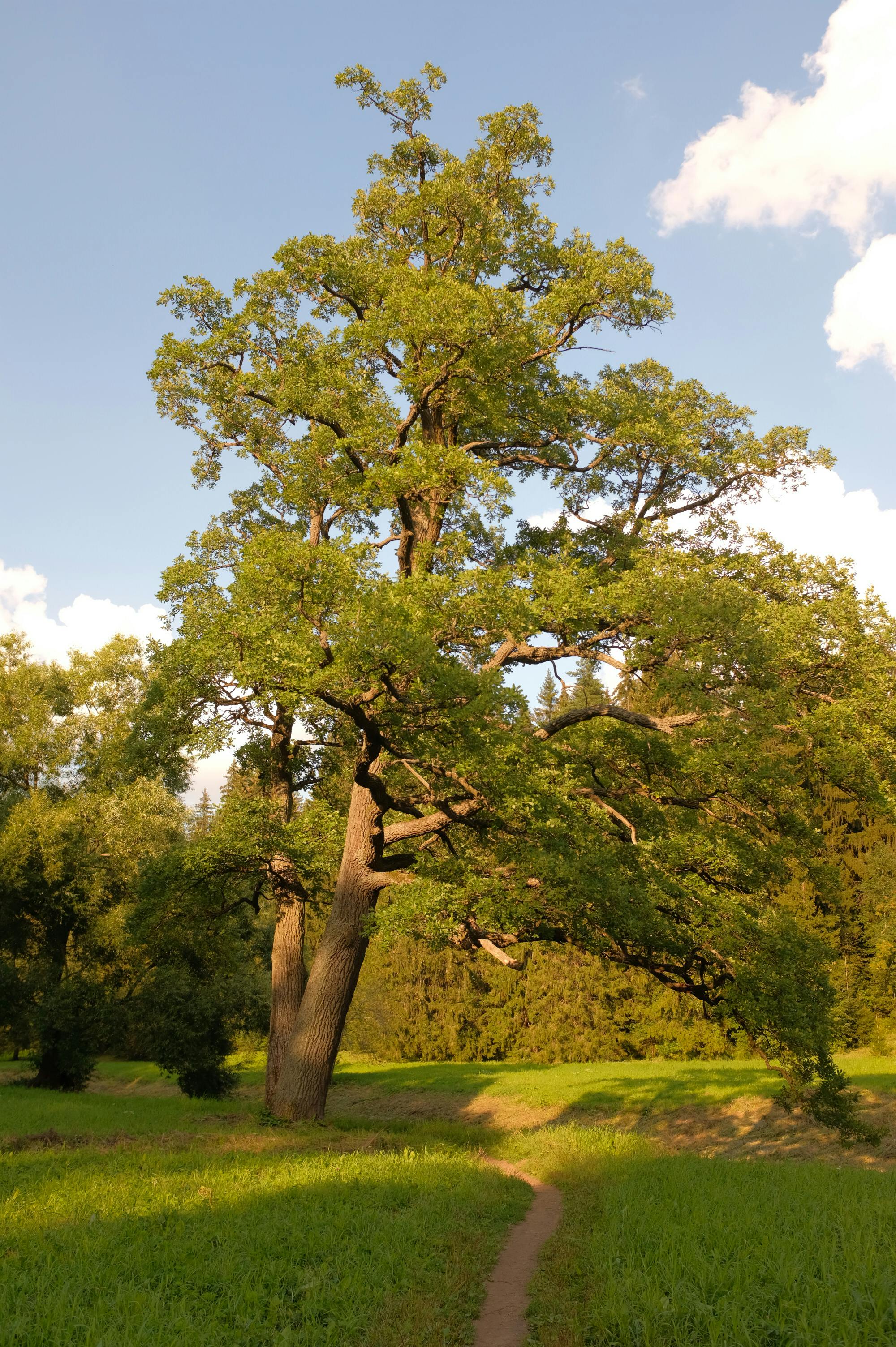 Sturdy Oak Tree Photos, Download The BEST Free Sturdy Oak Tree Stock ...