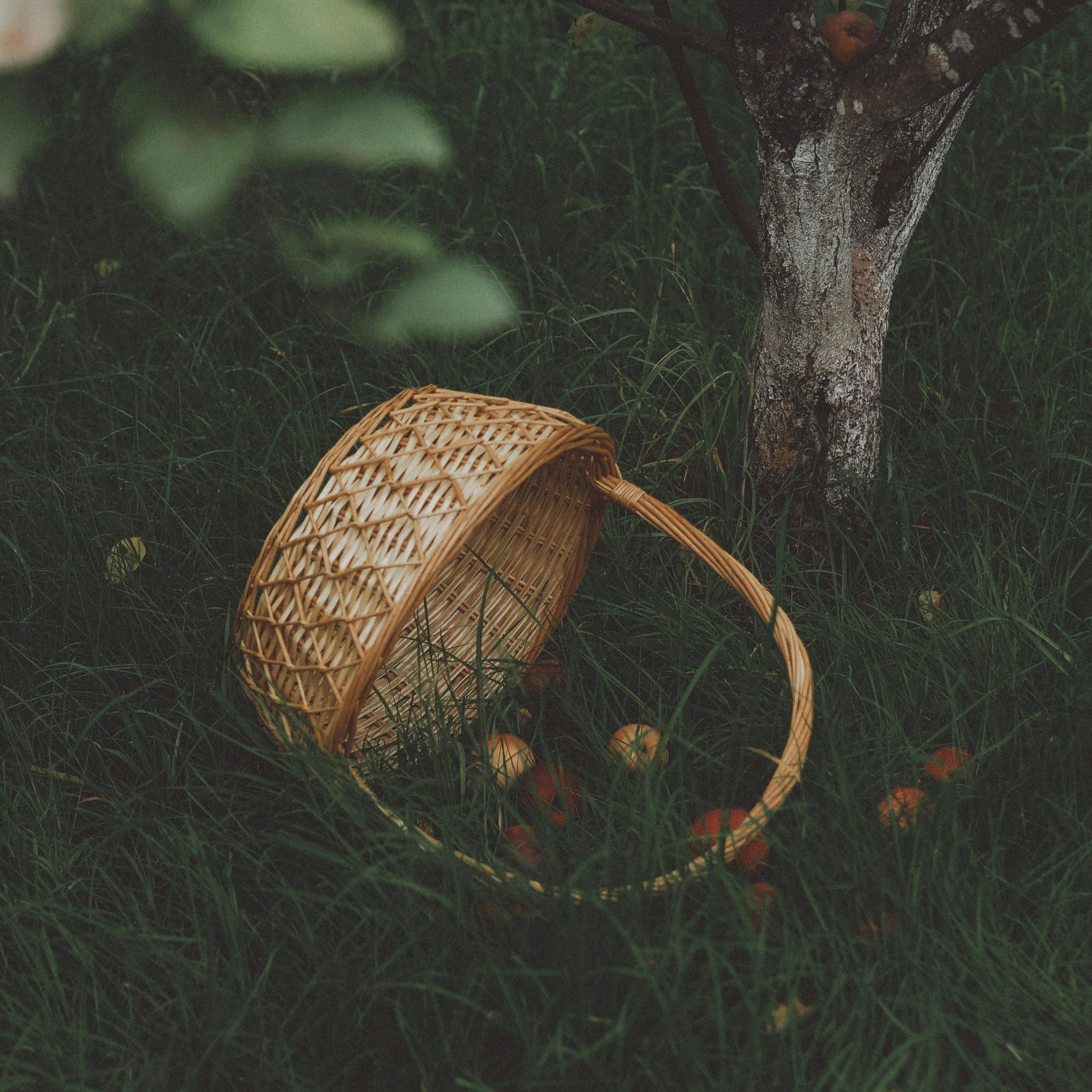 Close-Up Shot of a Basket on the Grass · Free Stock Photo