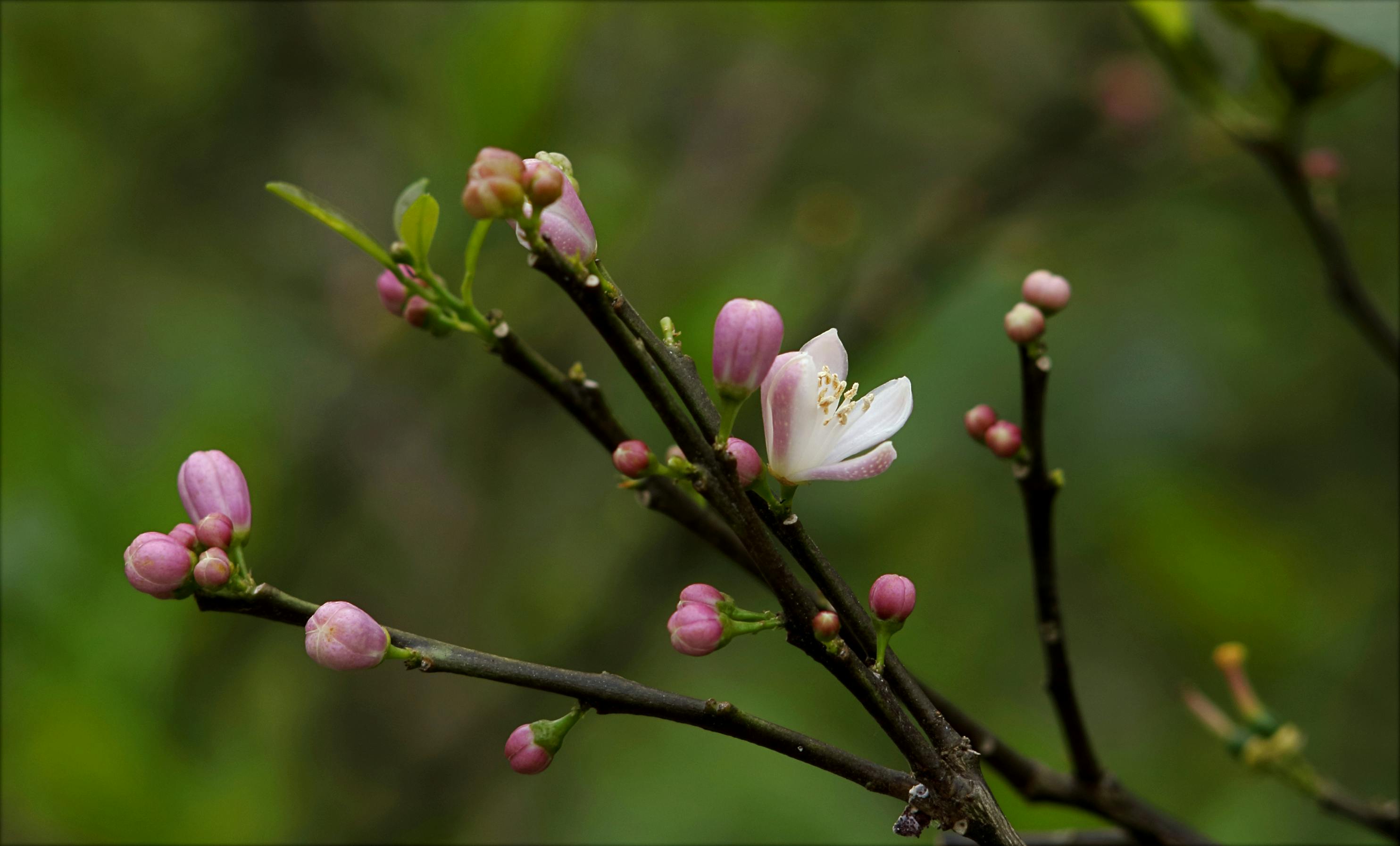 Free stock photo of Hoa chanh