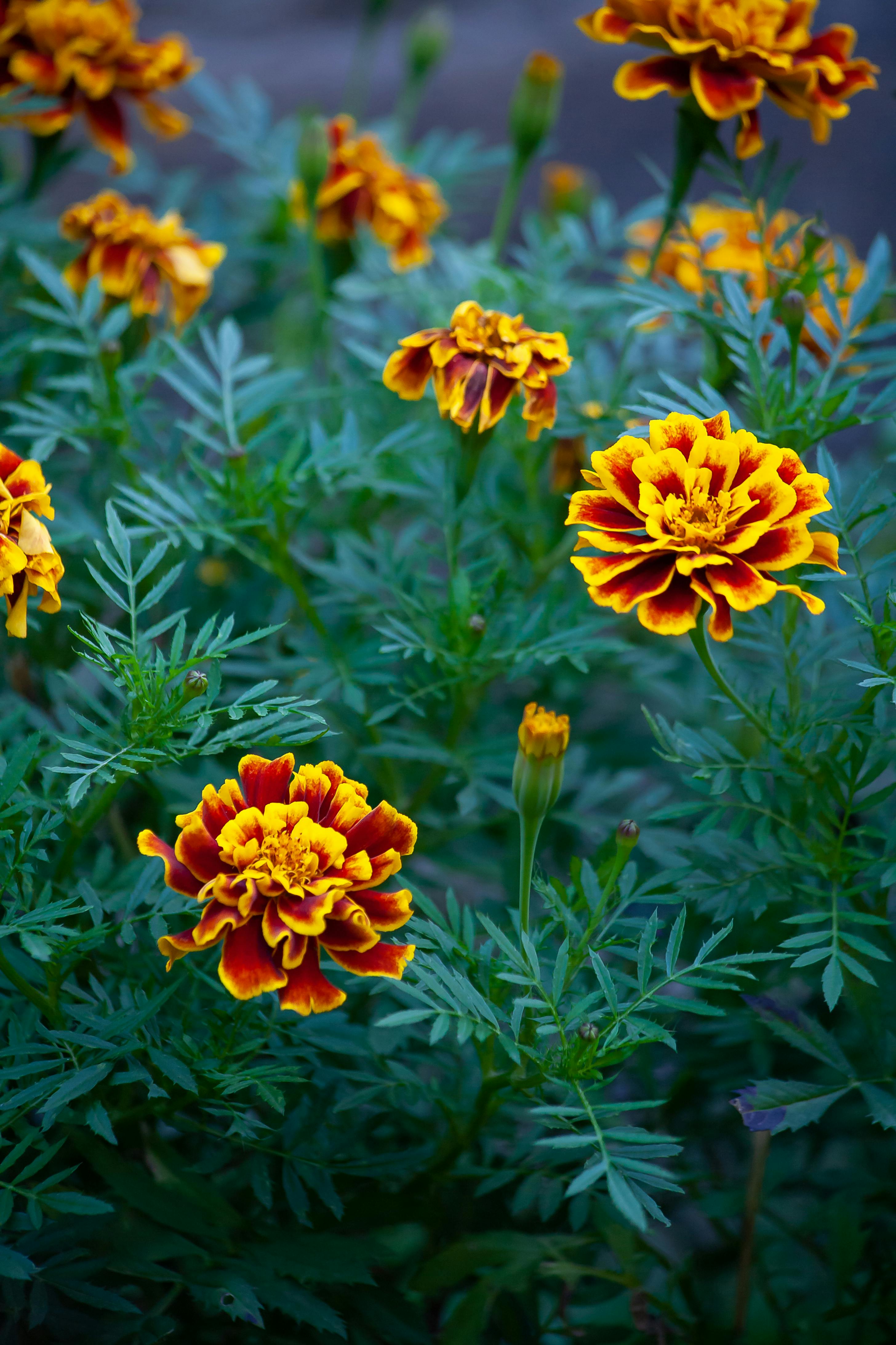Blooming Mexican Marigold Flower on Garden · Free Stock Photo