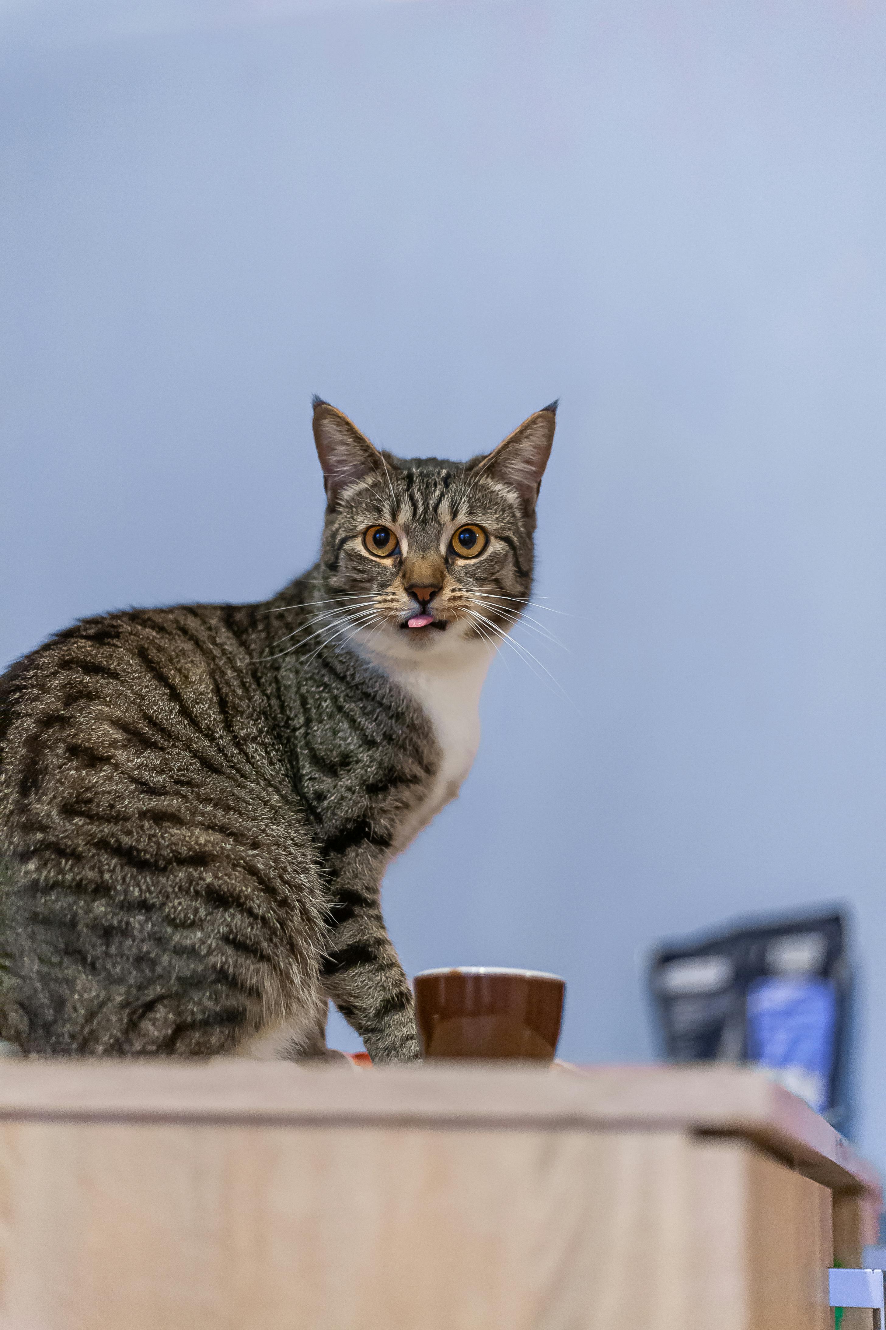 Tiger Meowing Photos, Download The BEST Free Tiger Meowing Stock Photos ...