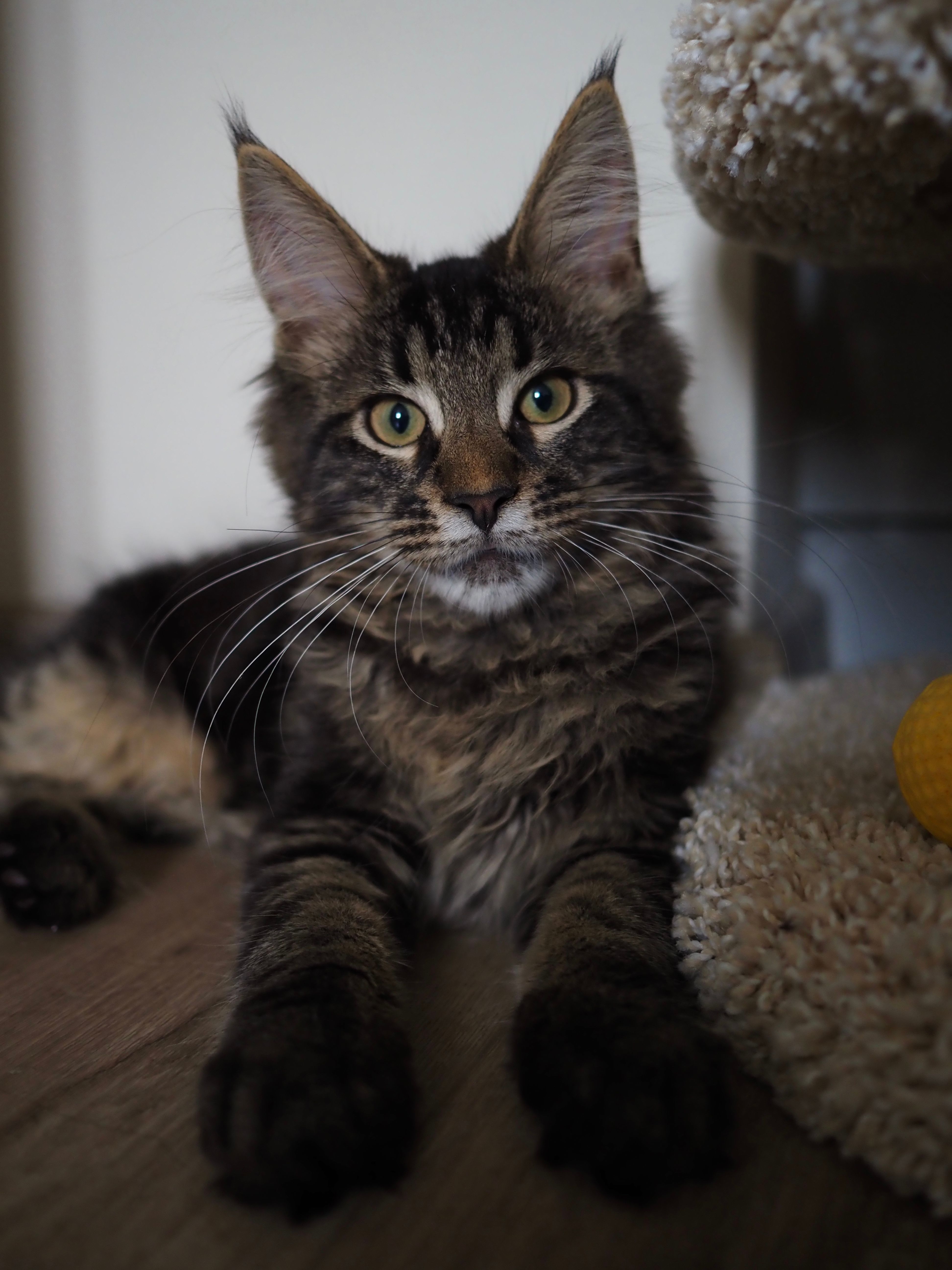 Portrait of Kitten · Free Stock Photo