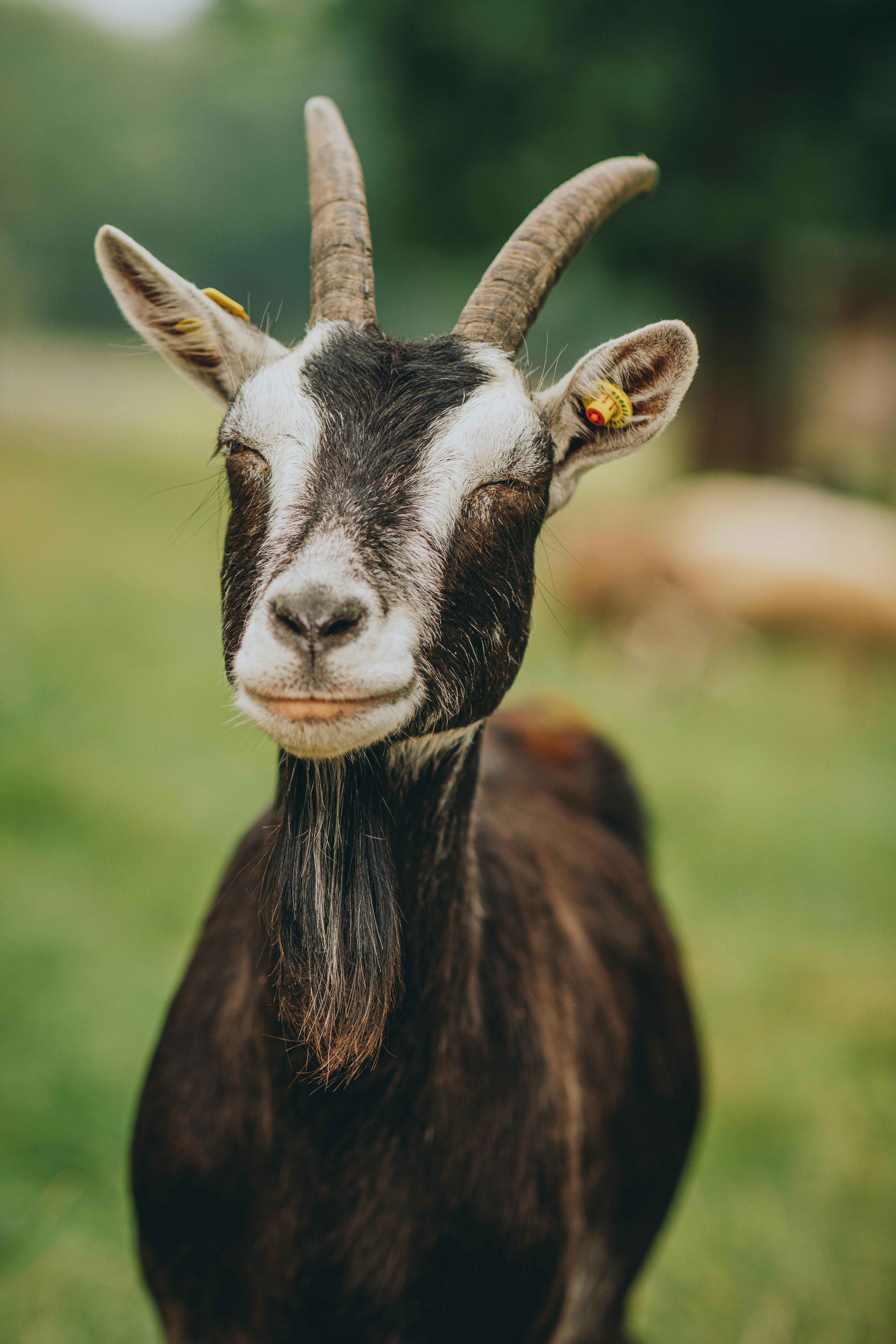 Foto stok gratis tentang agrikultura, alam, berkuku, bidang, binatang ...