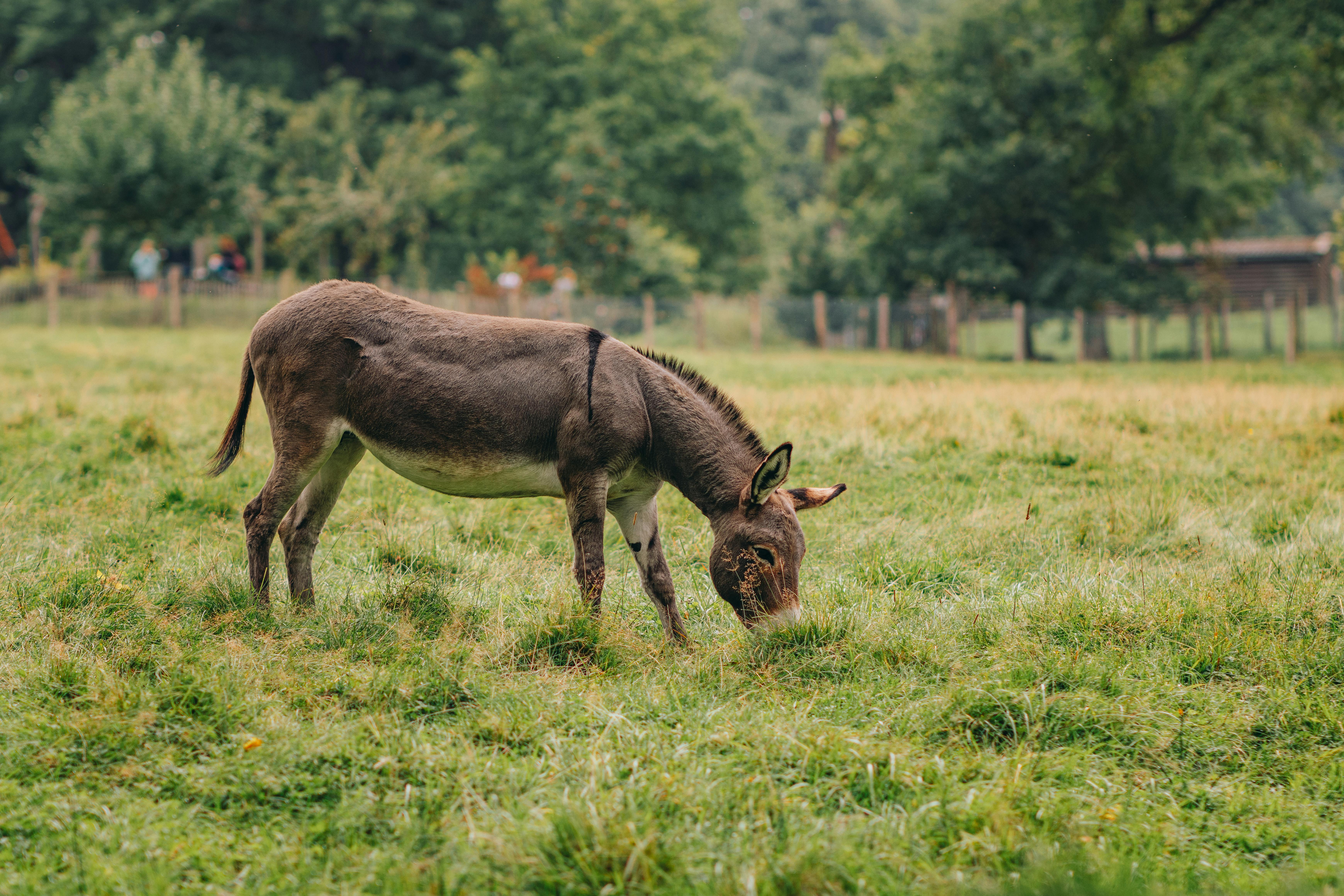 Donkey grazing in pasture near farm · Free Stock Photo