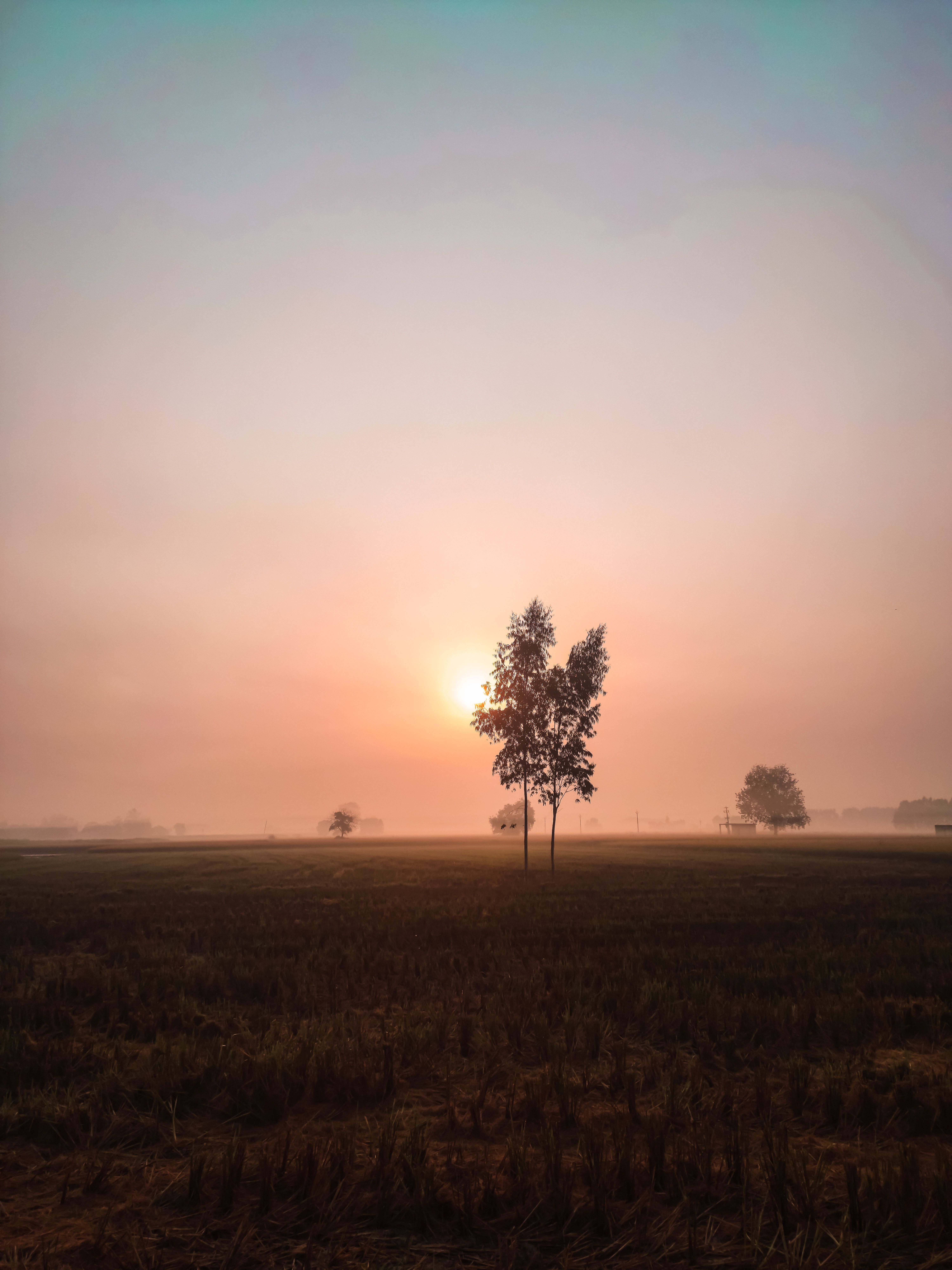 Tree in the Middle of a Farmland · Free Stock Photo