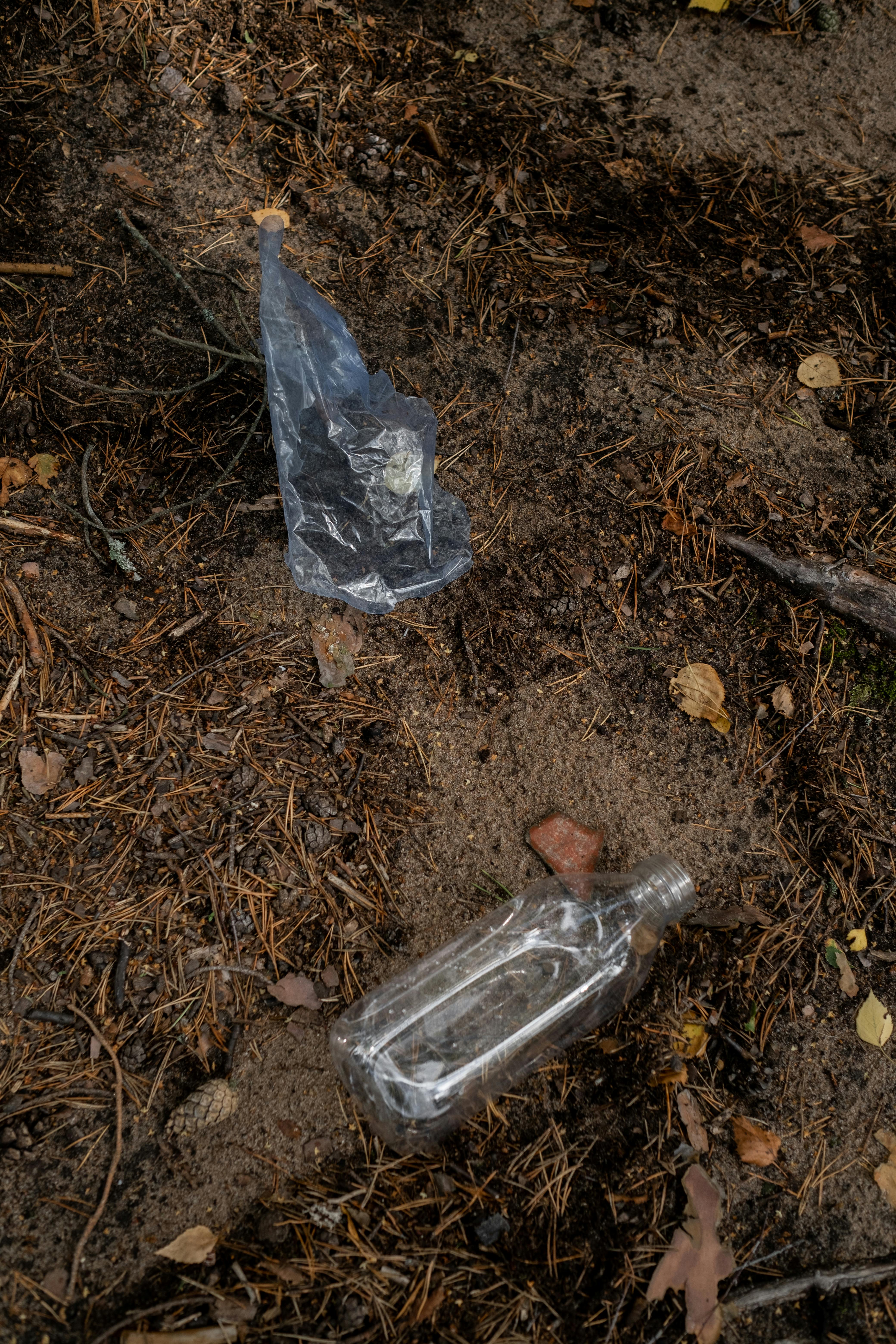 Forest Litter Photos, Download The BEST Free Forest Litter Stock Photos ...