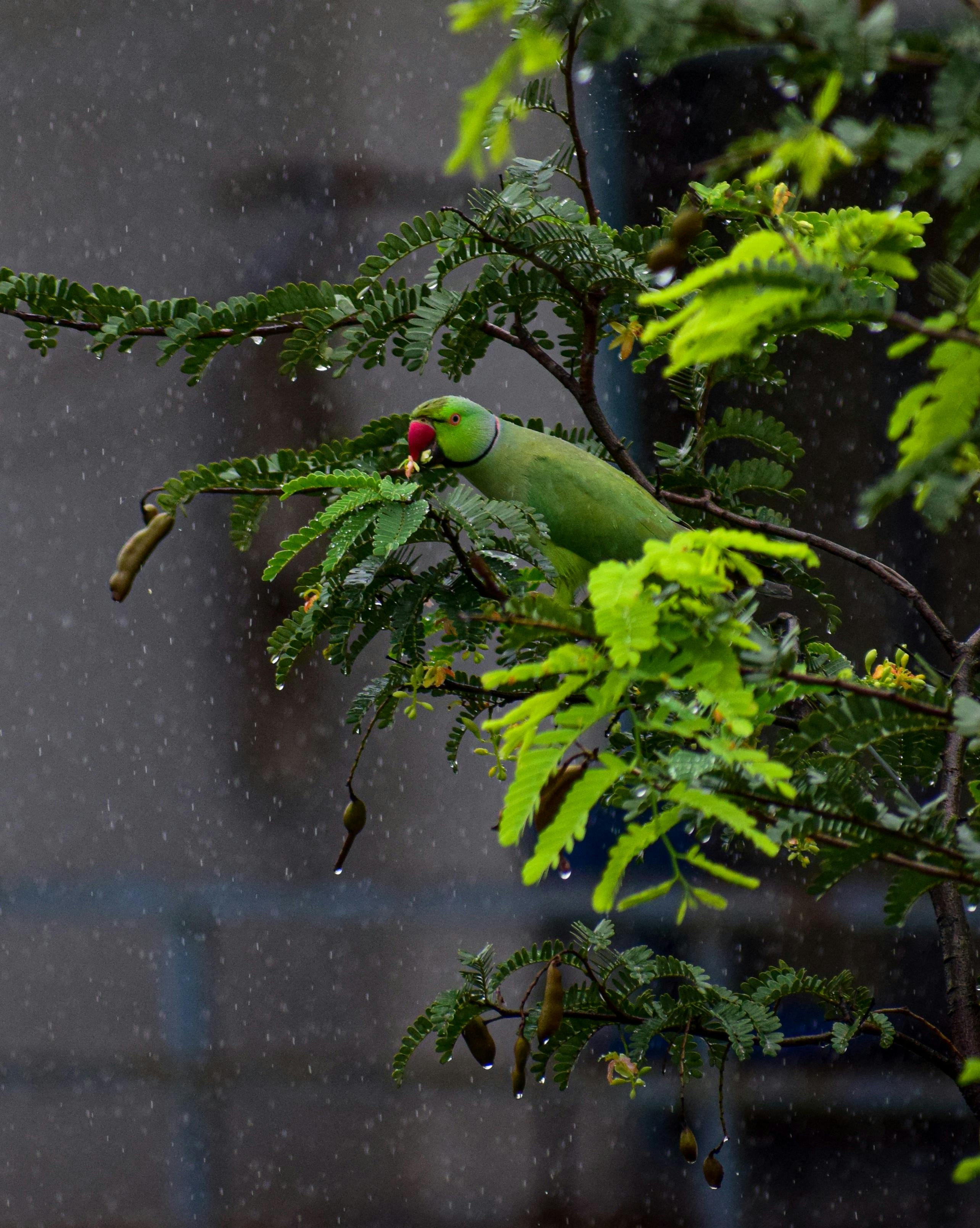 Green and Red Beak Bird on Grey Branch · Free Stock Photo