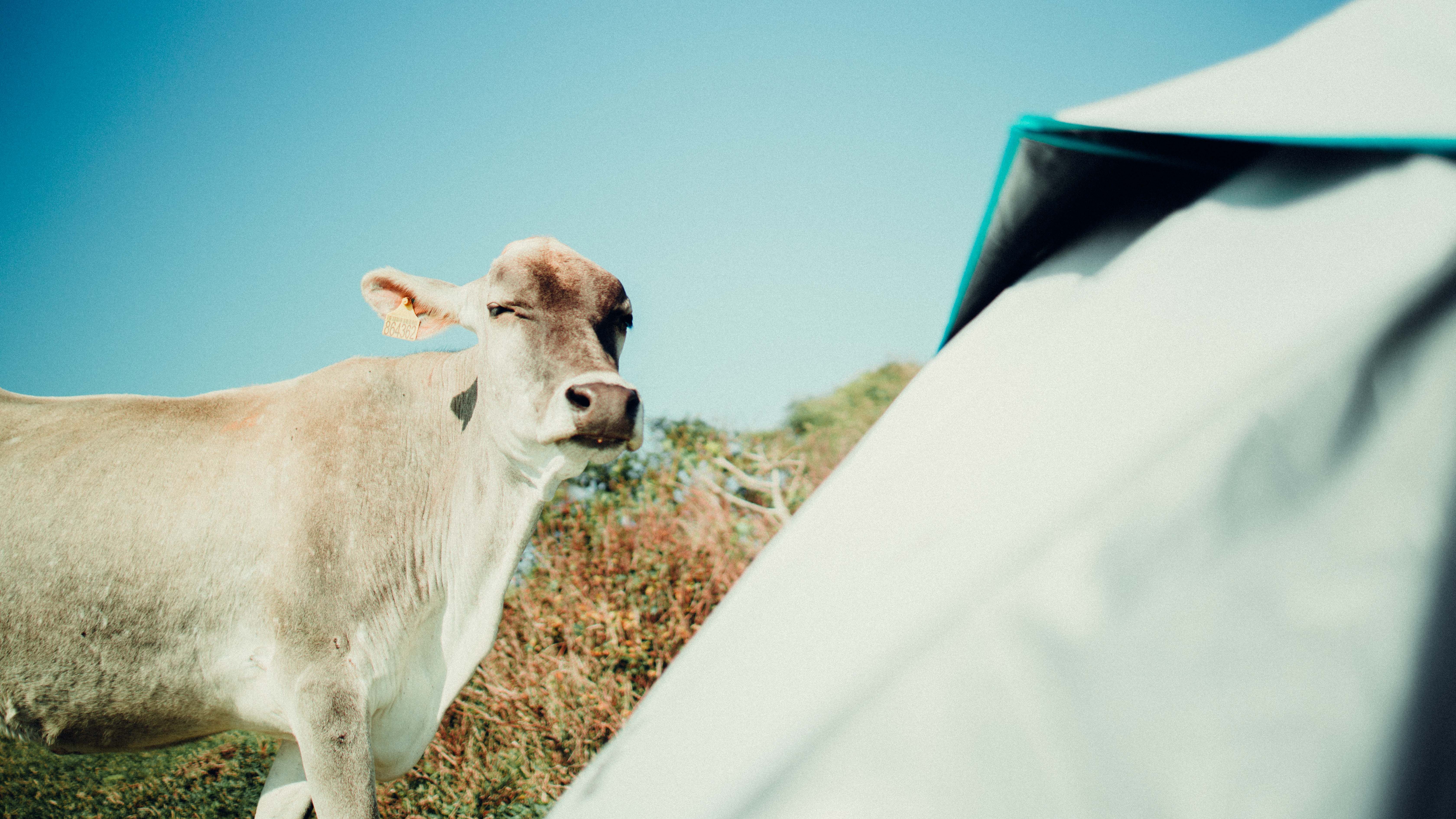 White Cow Under Blue Sky · Free Stock Photo
