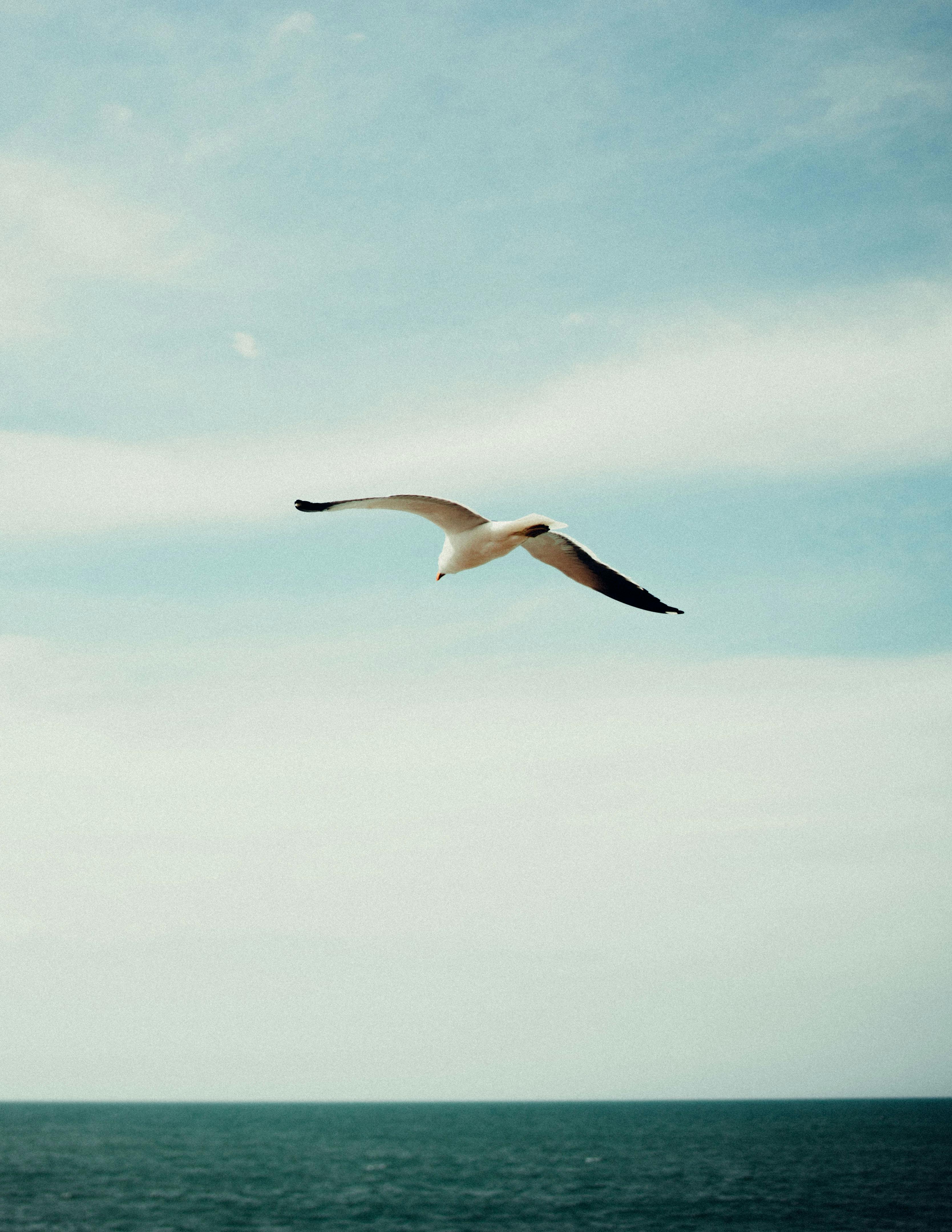 White Bird Flying in the Sky · Free Stock Photo
