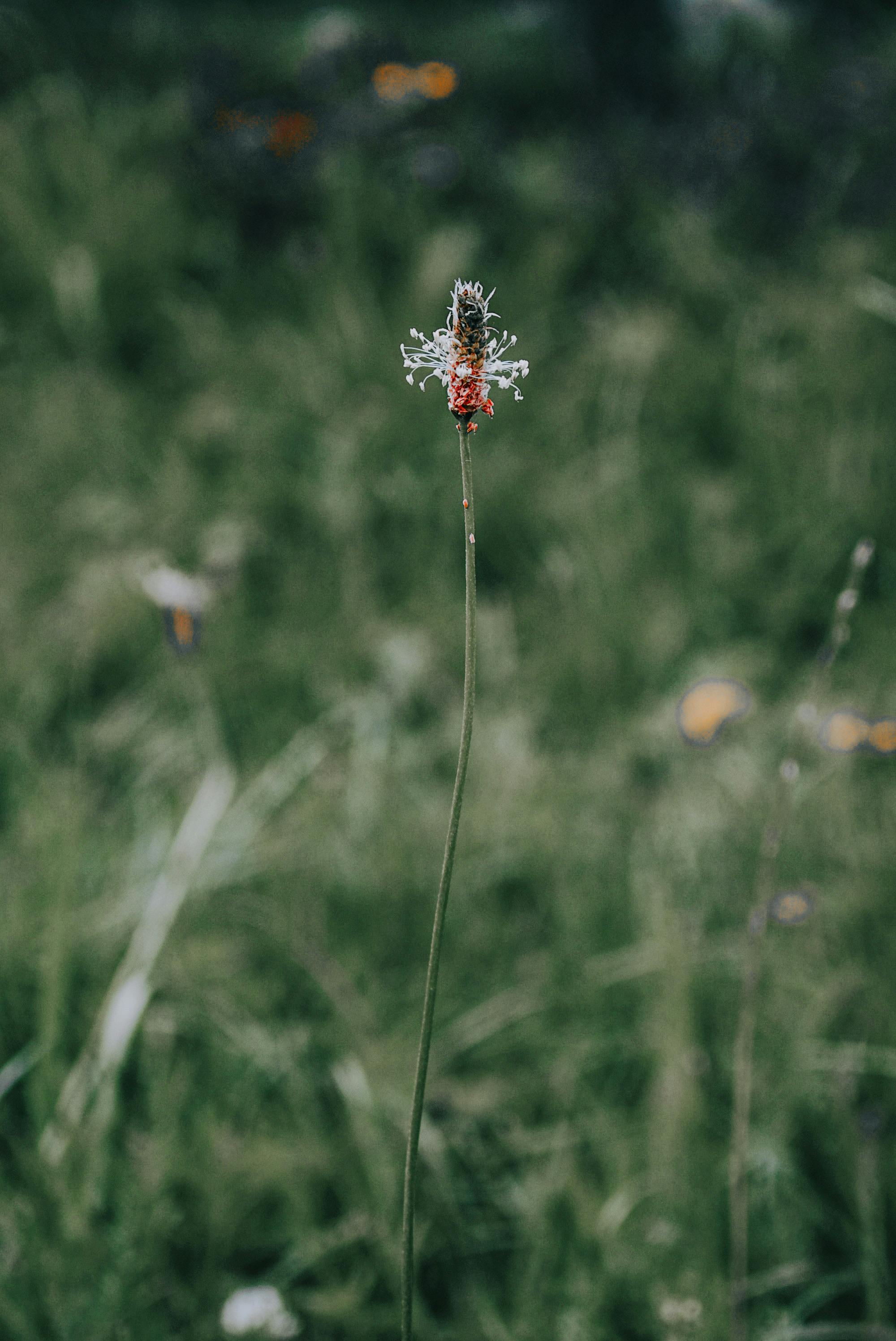 Wild Flowers in the Field · Free Stock Photo