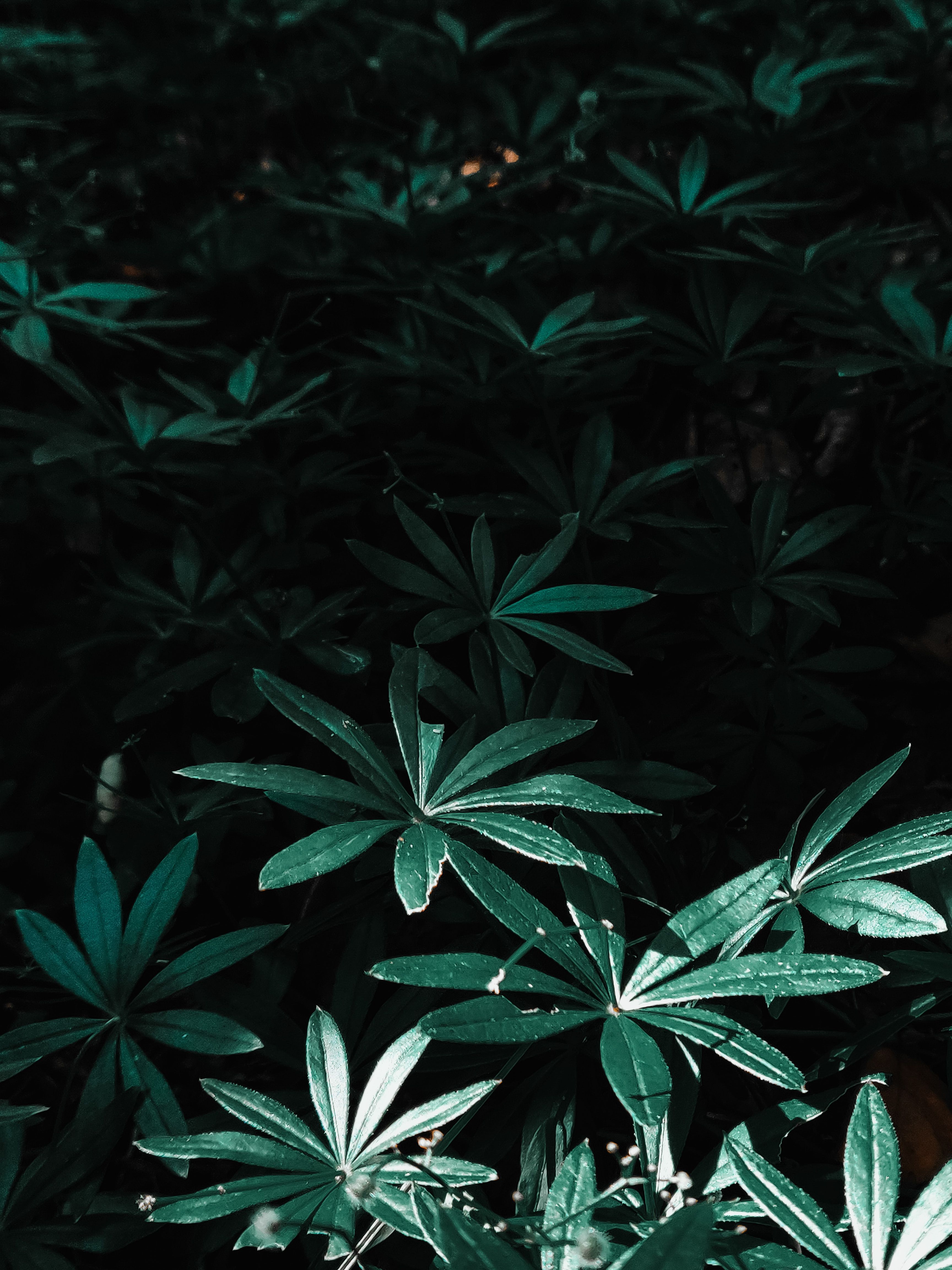 Samani Sumam Plant Photos, Download Free Samani Sumam Plant Stock ...