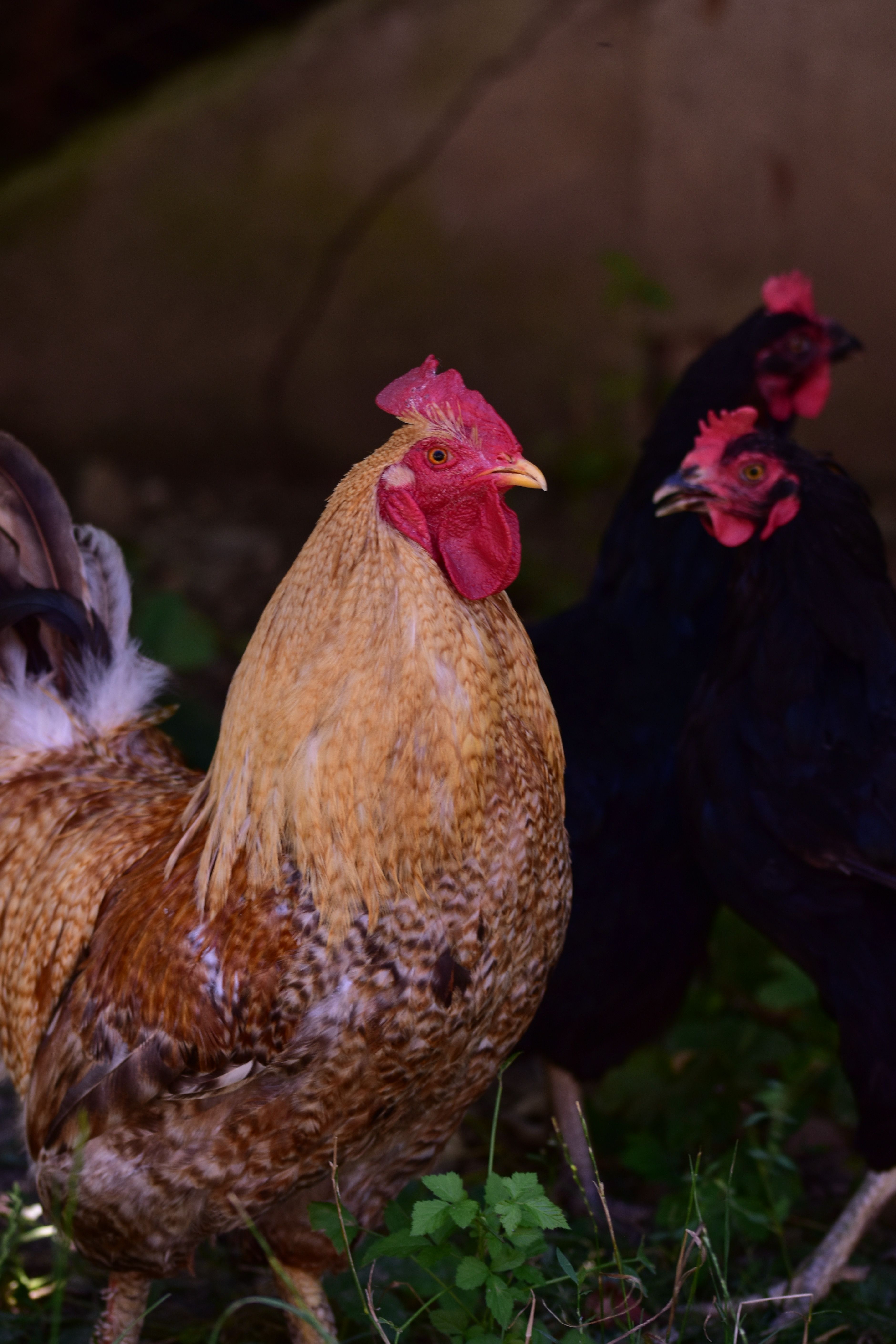 Close-Up Shot of Red and Brown Chicken · Free Stock Photo