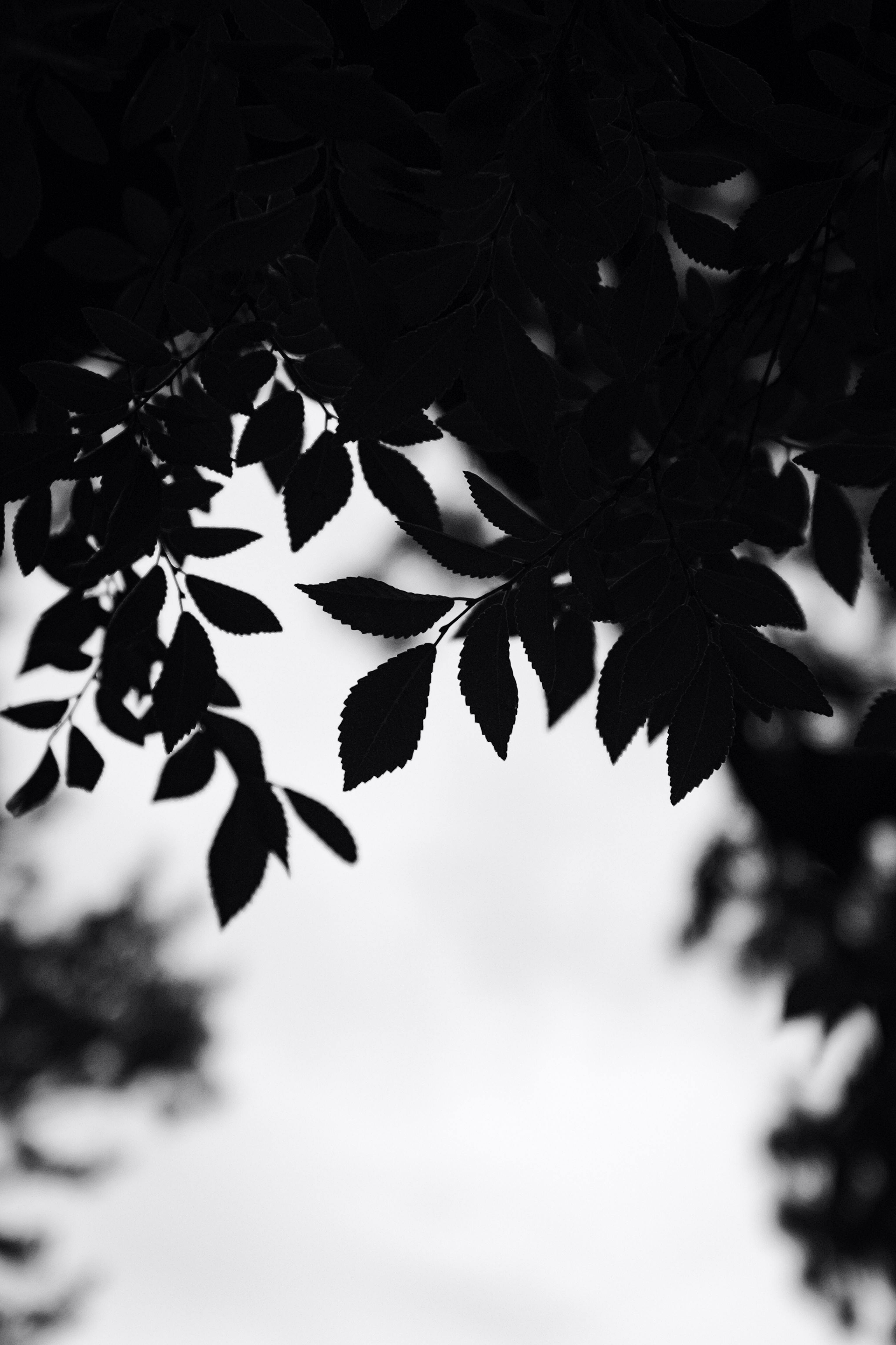 Grayscale Photo of Leaves · Free Stock Photo