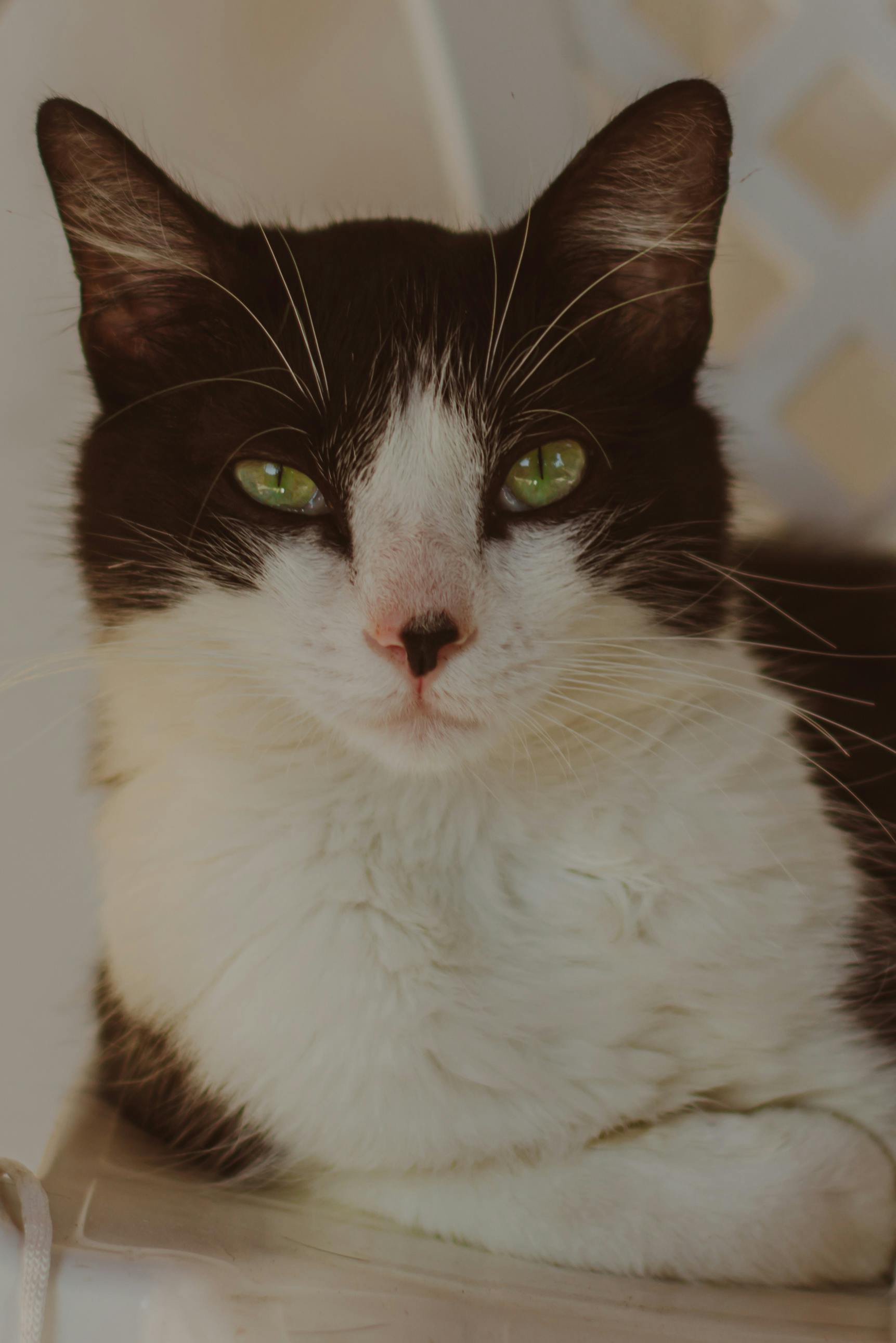 Tabby Cat Growling · Free Stock Photo