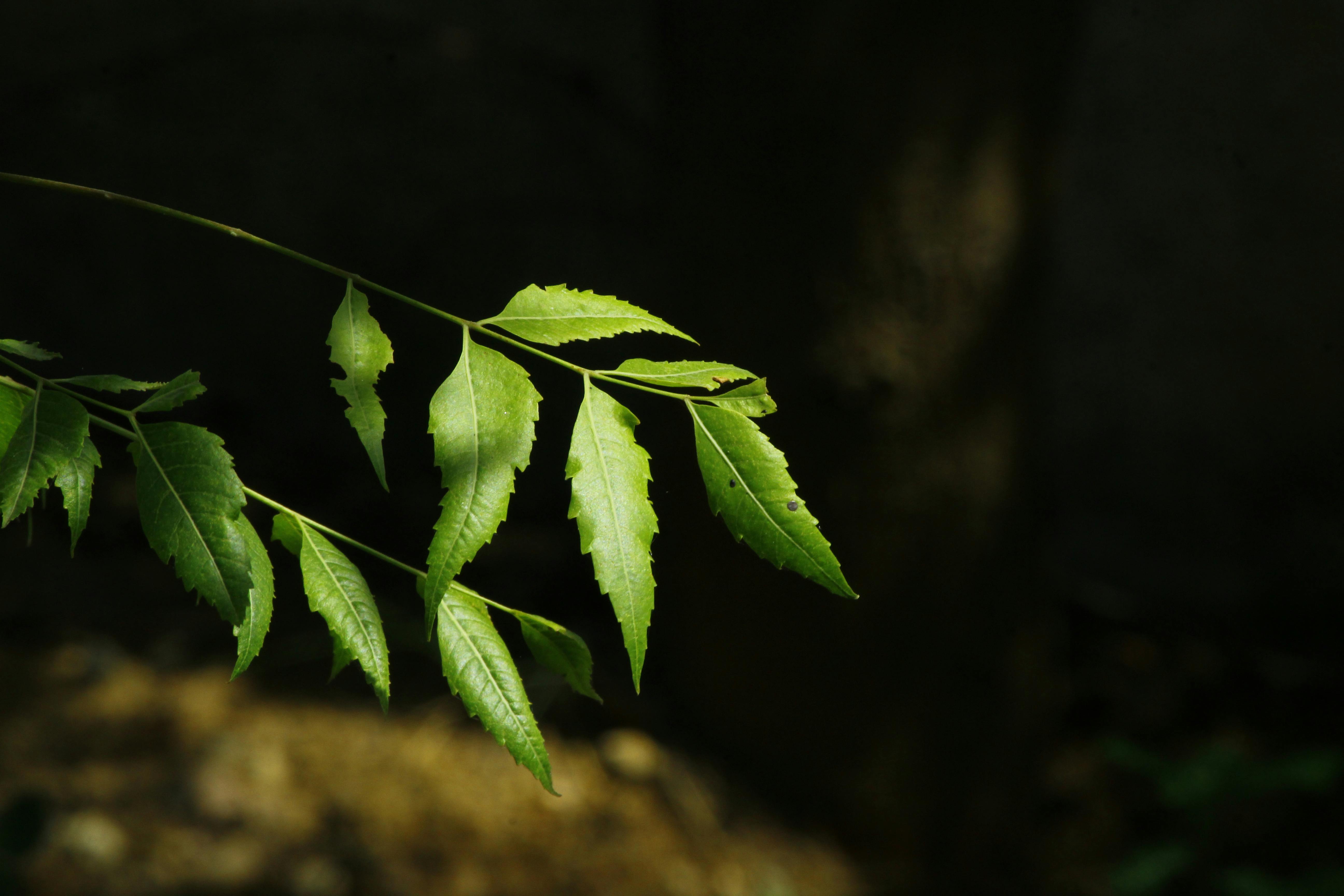Green-leafed Tree · Free Stock Photo