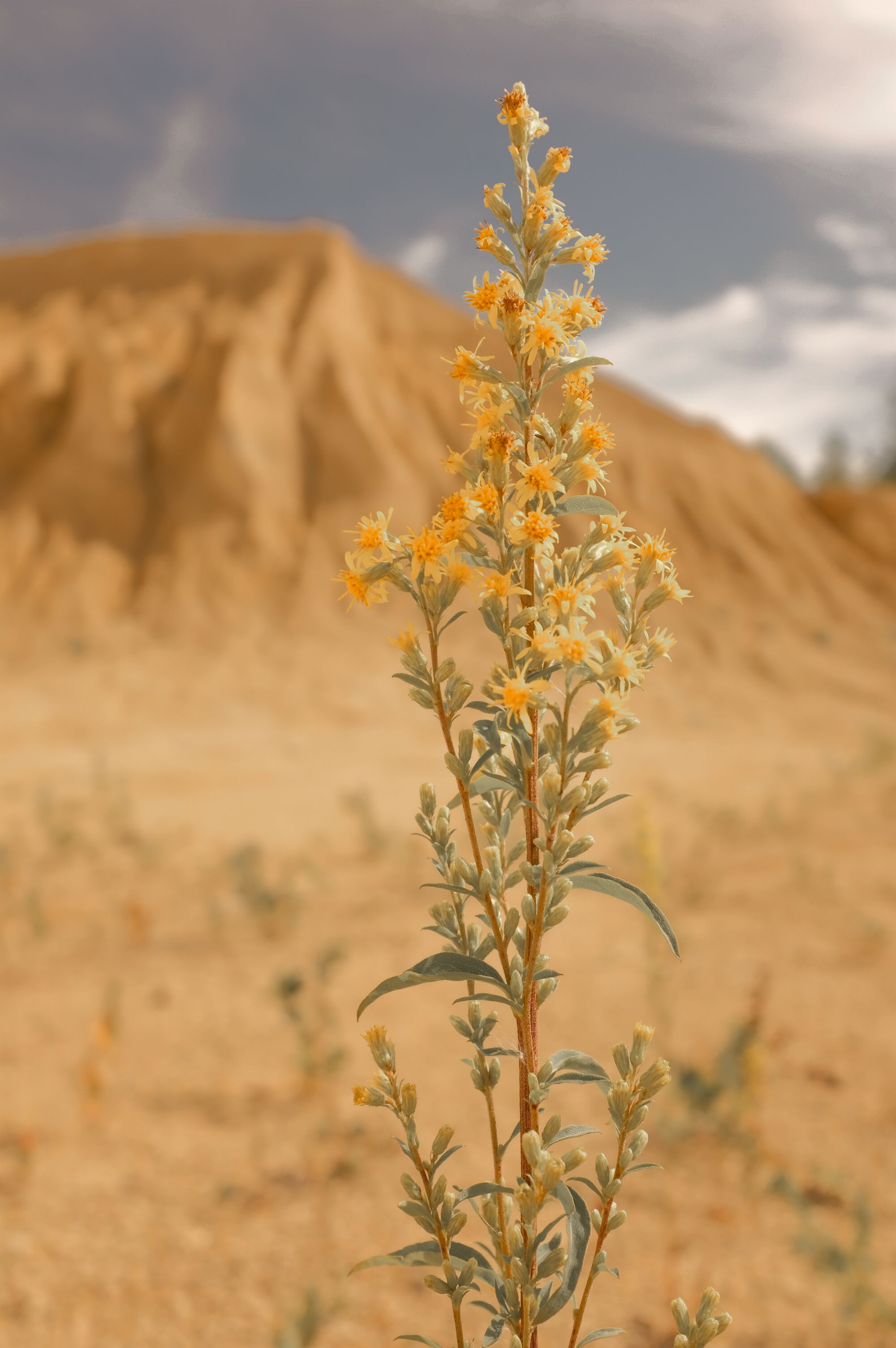 Wild Flower in the Wilderness · Free Stock Photo