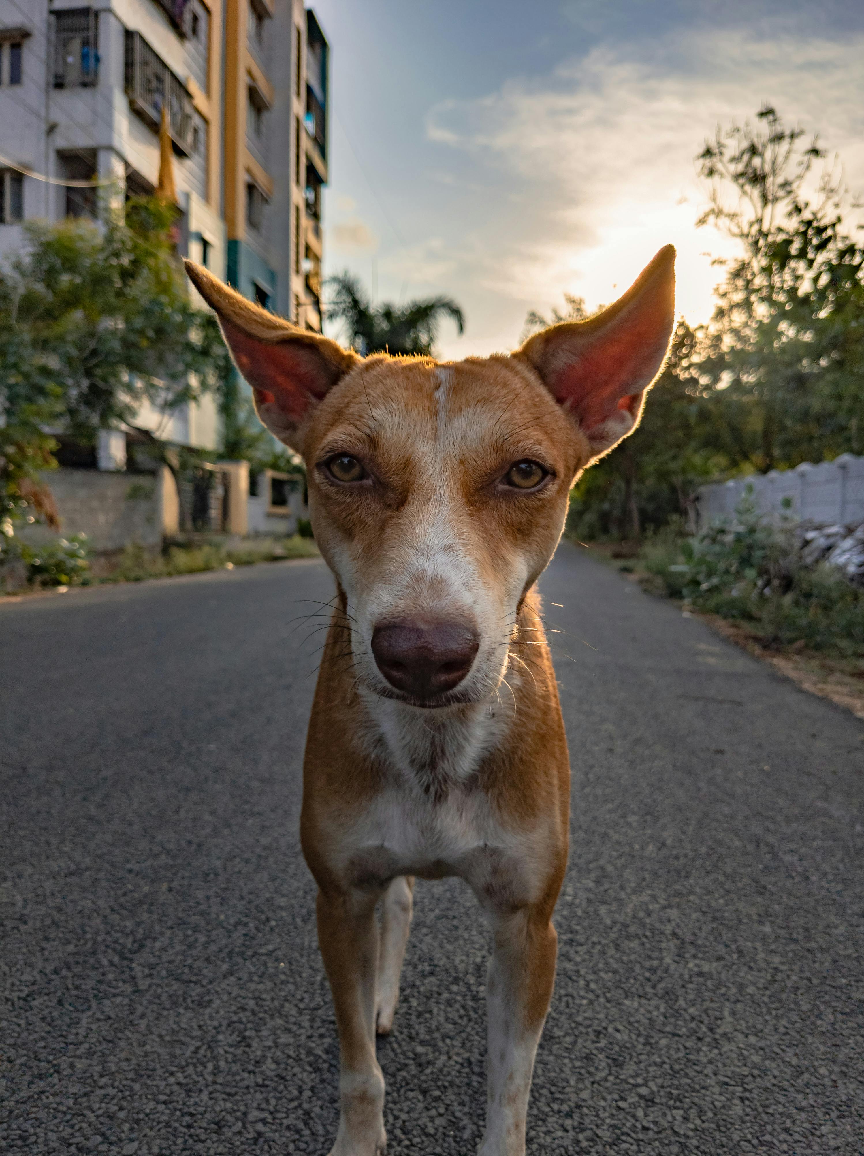A Brown Dog on an Asphalt Road · Free Stock Photo