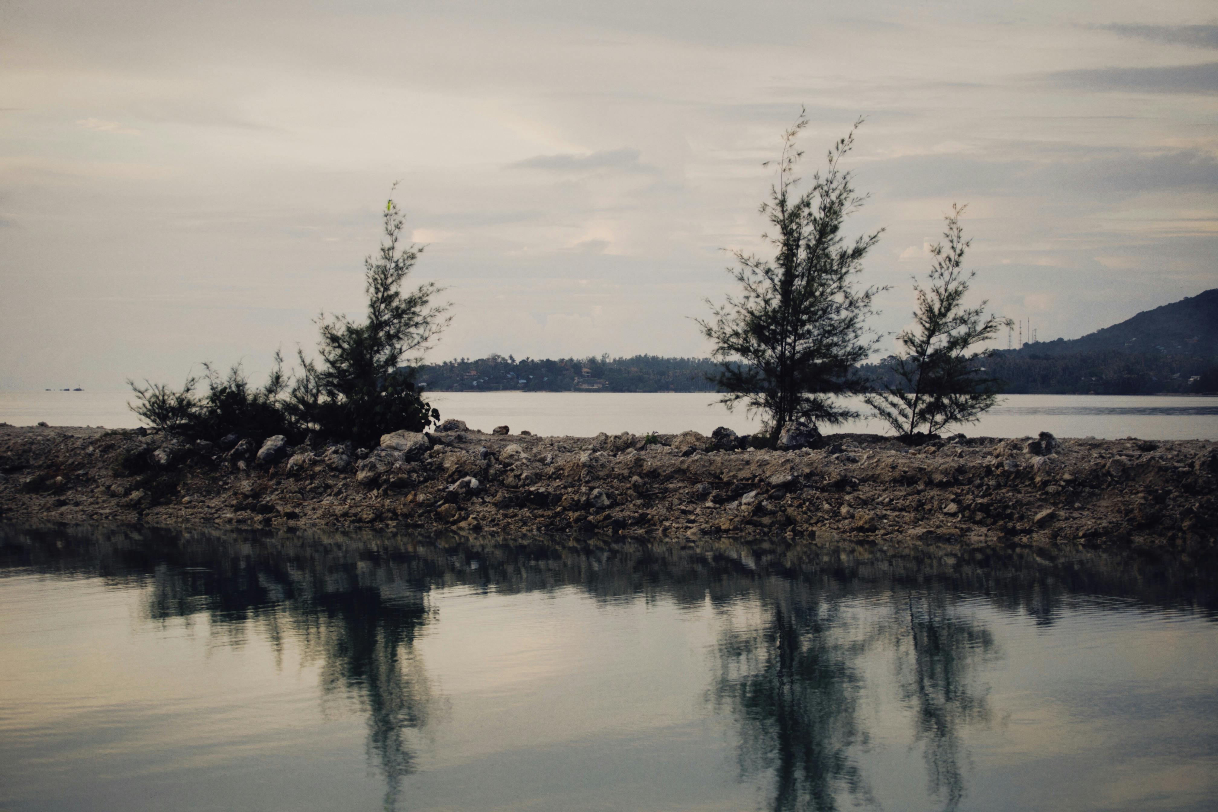 Trees Beside Water · Free Stock Photo