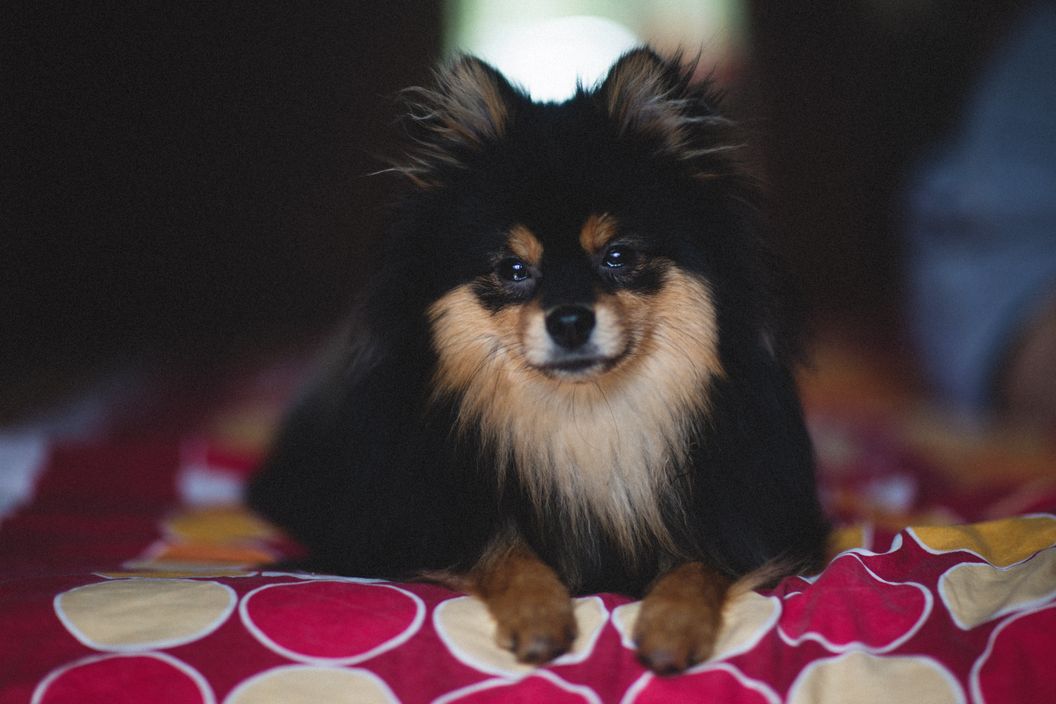 Japanese Spitz Pomeranian Mix: A Complete Guide for Owners