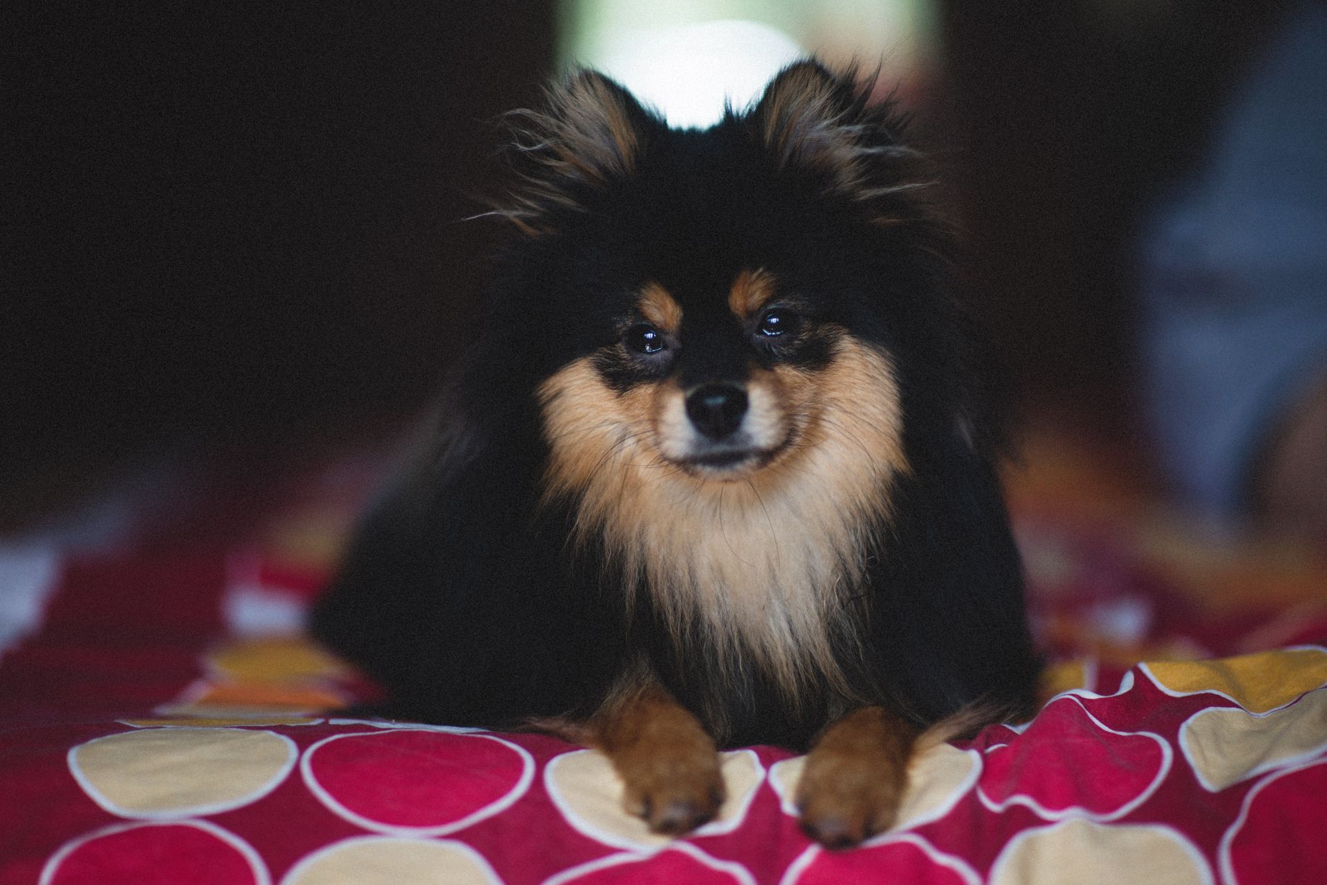 Japanese Spitz Pomeranian Mix: A Complete Guide for Owners