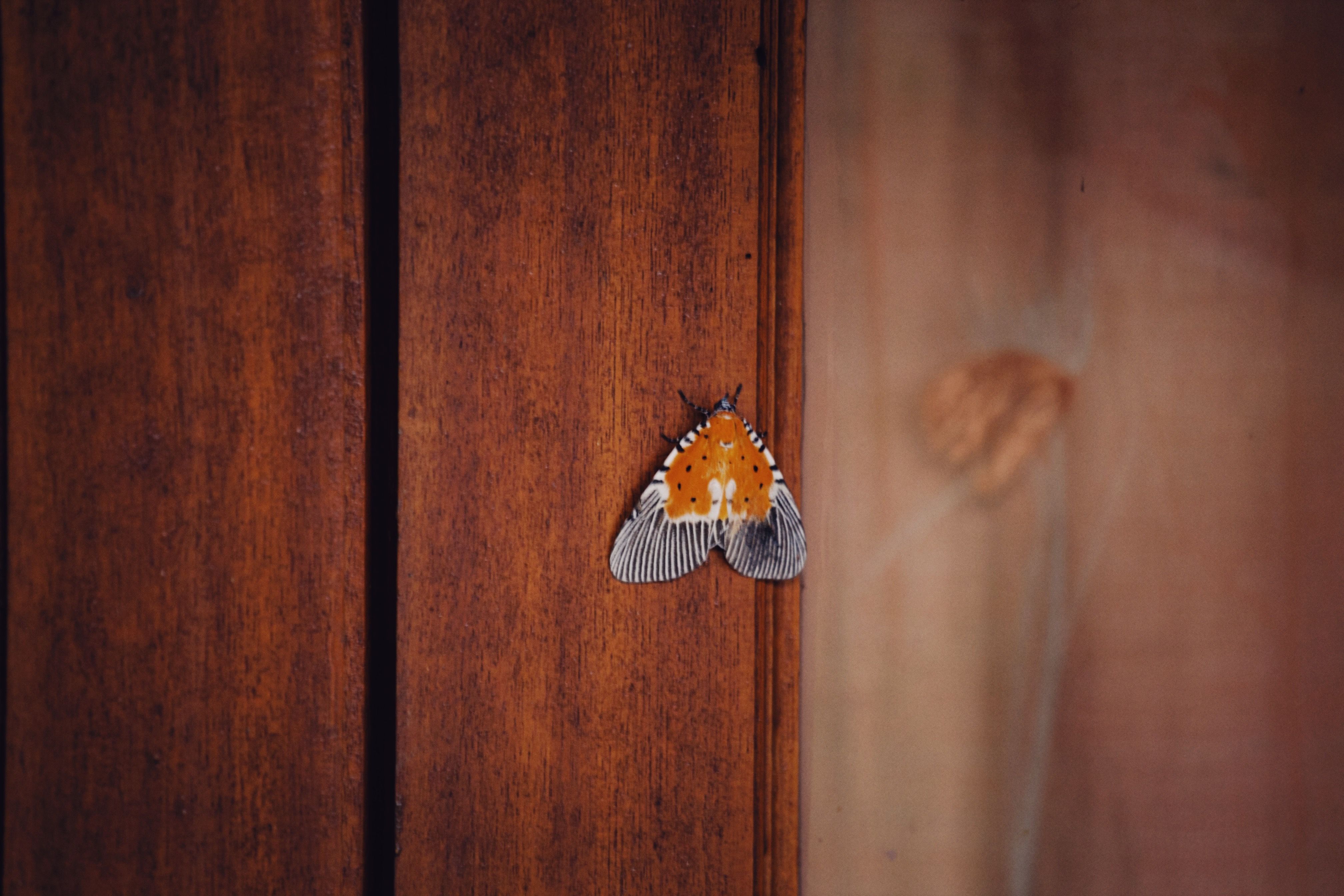 Close-up of a Moth on Wooden Wall · Free Stock Photo